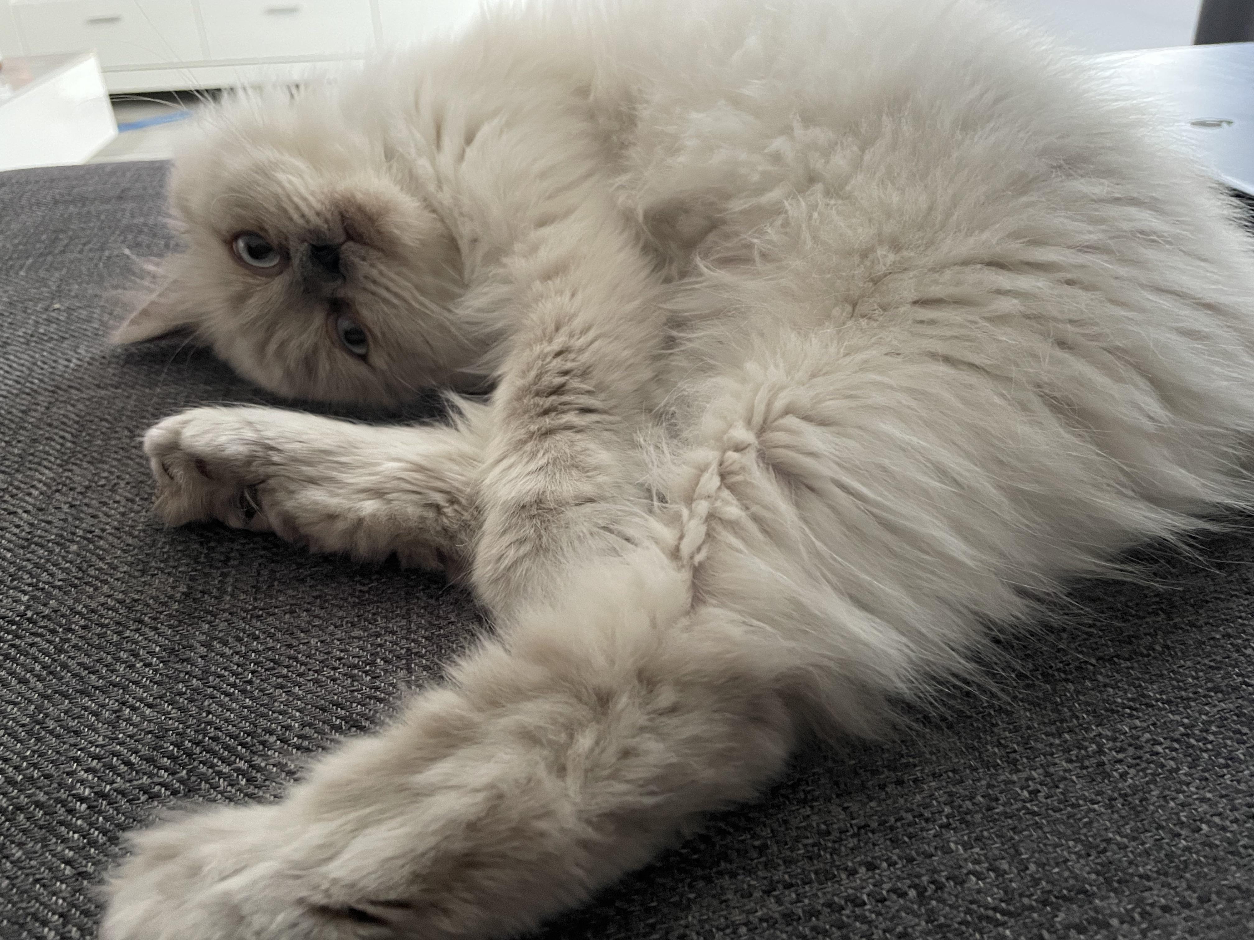 Fluffy Floof | Scrolller