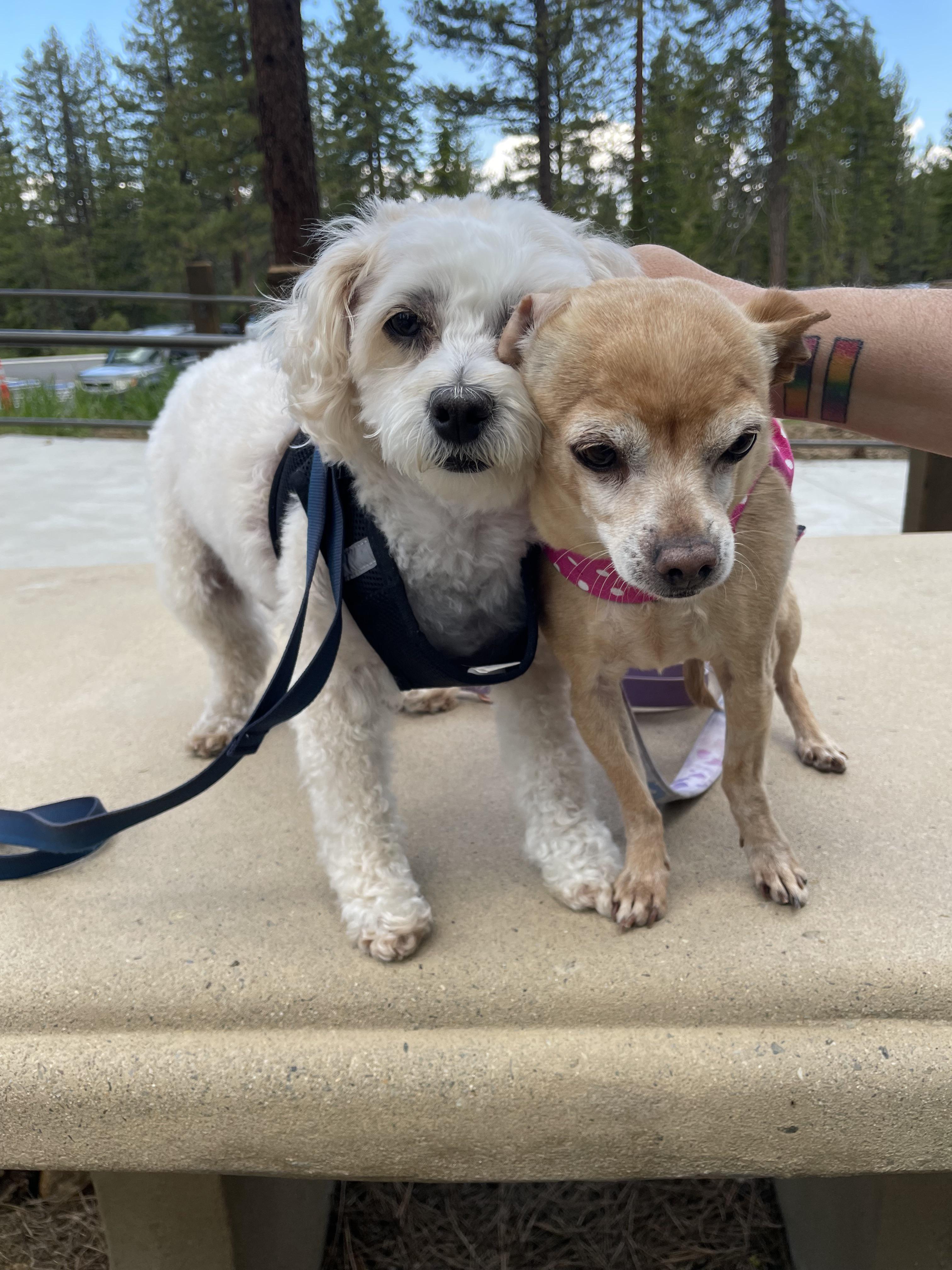 Brother and sister (adopted) | Scrolller