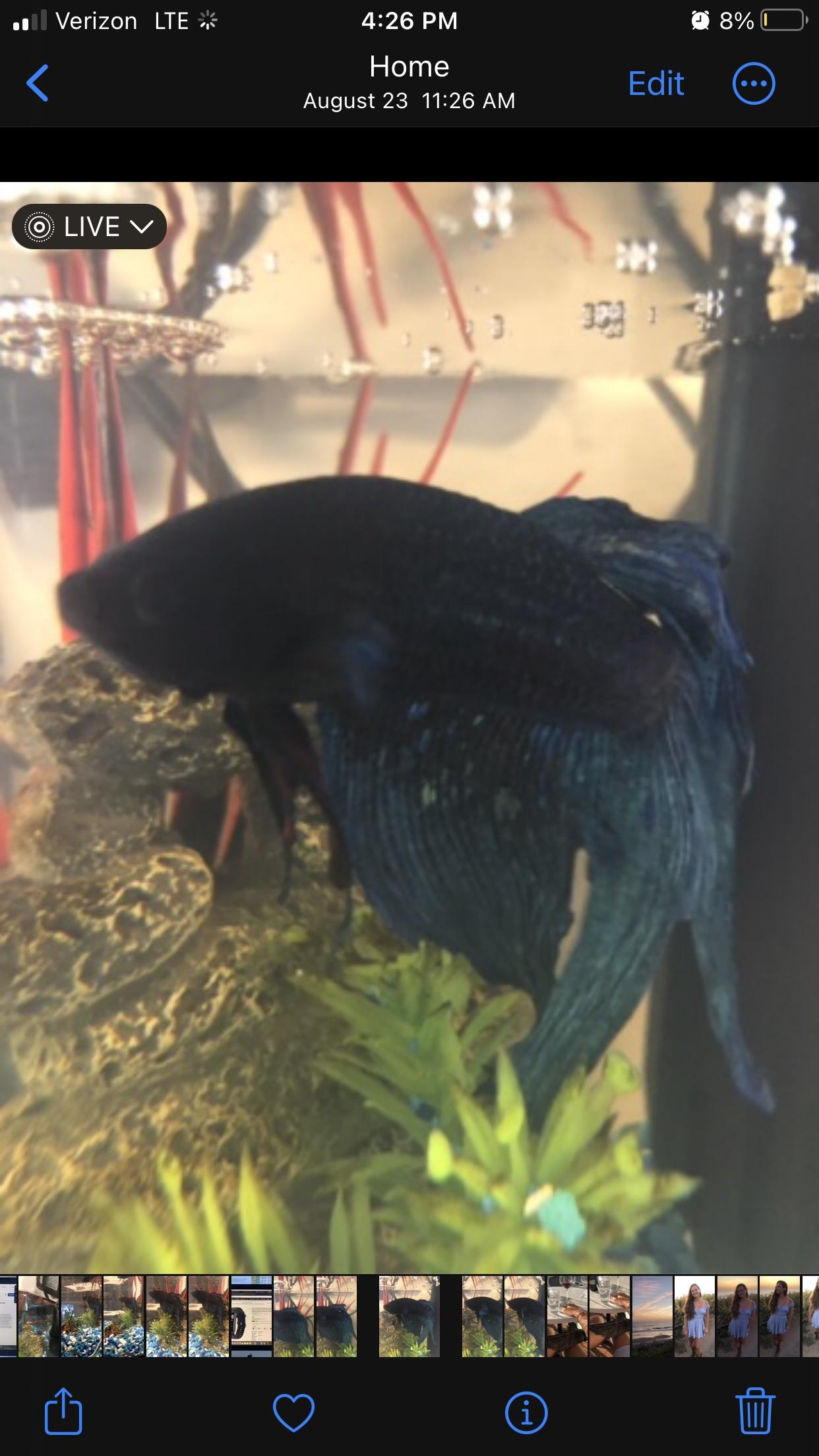 Help, how do I help my betta | Scrolller