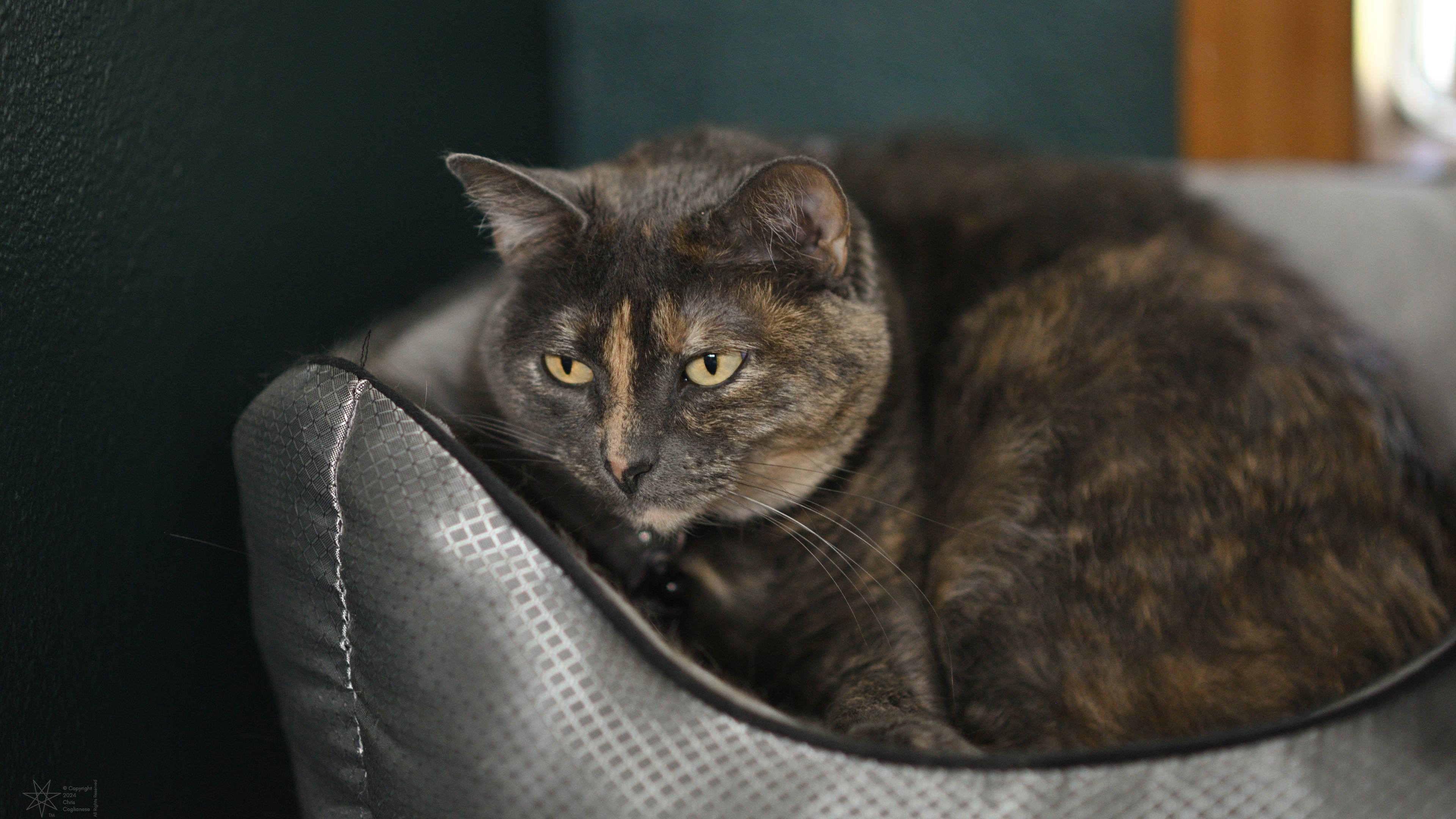 Relaxing Kitties | Scrolller