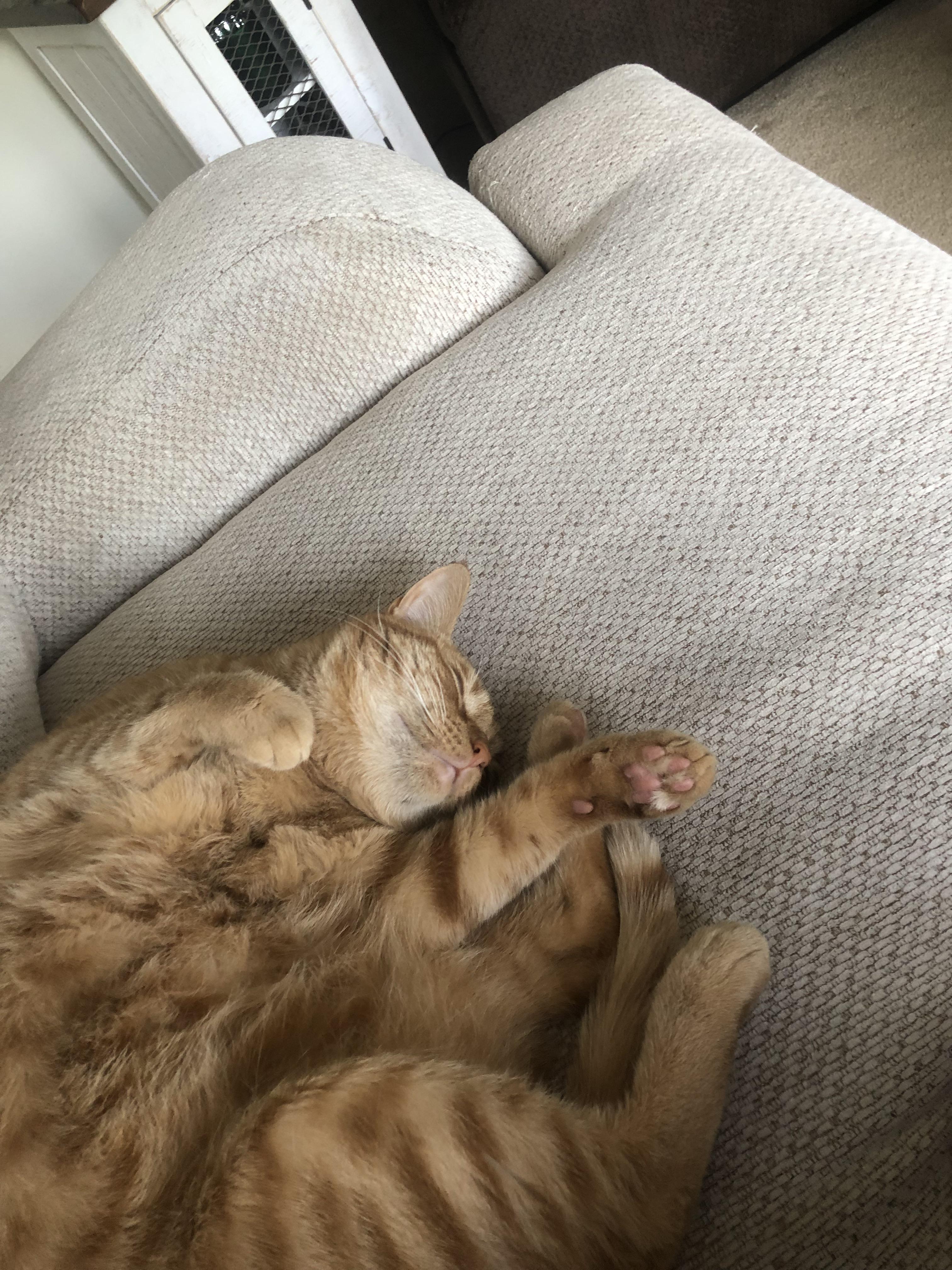 Does anyone else’s cats sleep in funny positions? (OC) | Scrolller
