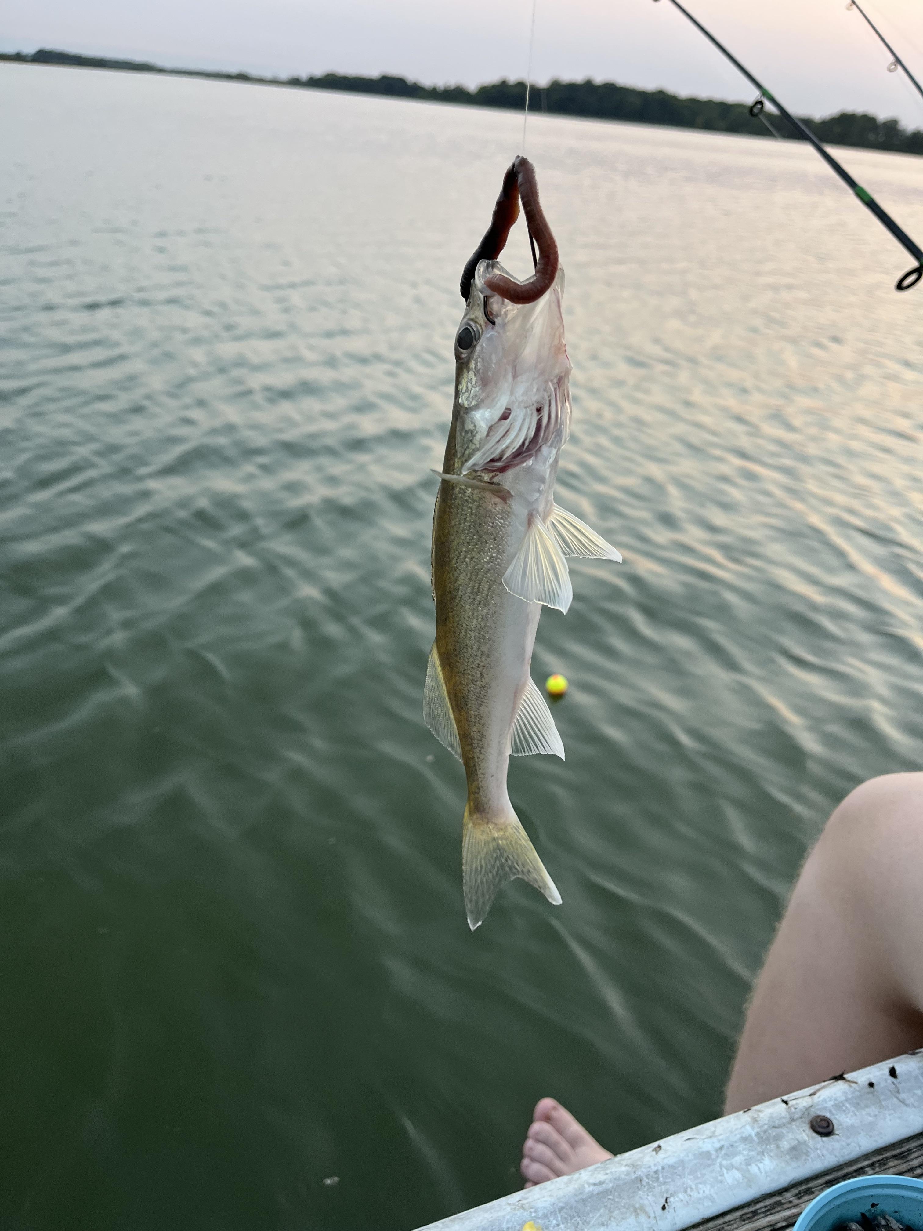 What’s this fish that i caught? | Scrolller