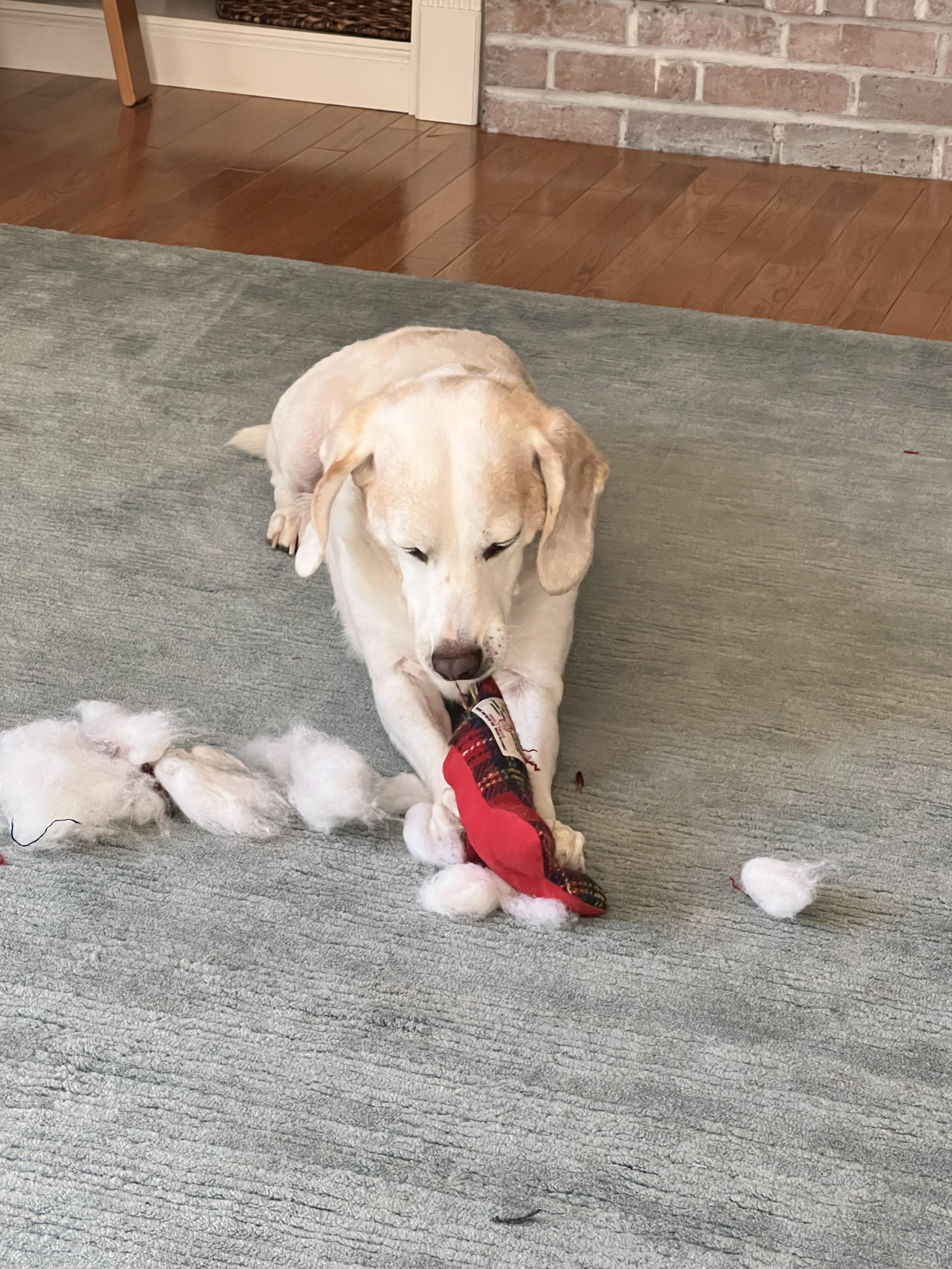 All hail Baron, destroyer of toys | Scrolller