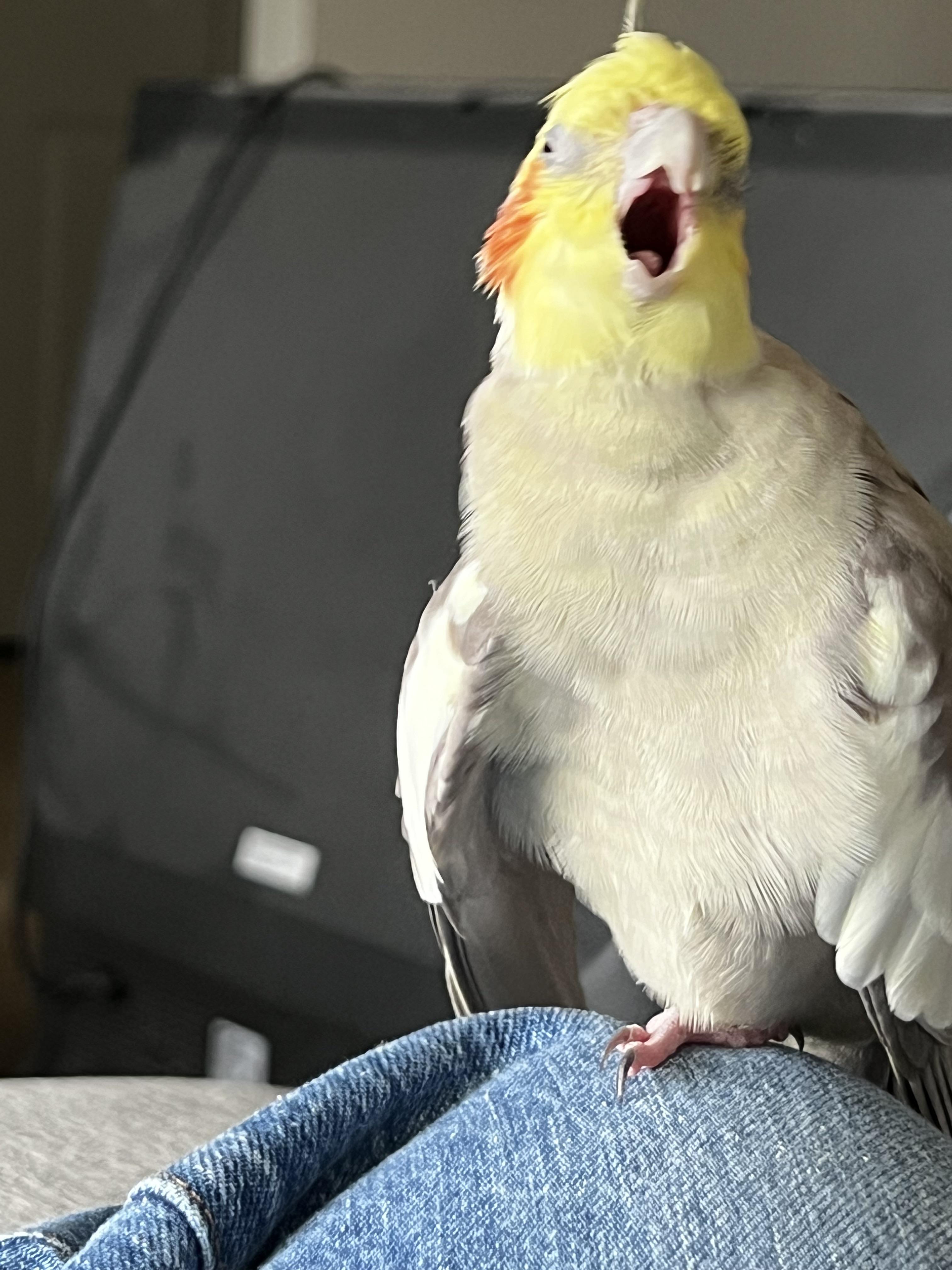 The 3 stages of itch | Scrolller