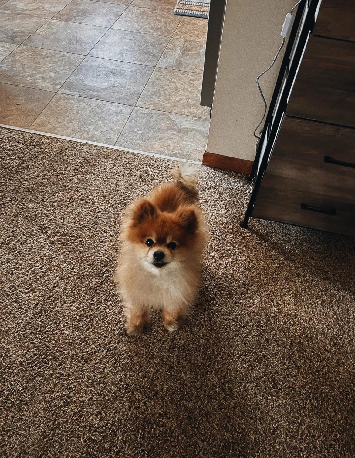 Said goodbye to Kevin today after 10 years 🩷 the best adventure buddy | Scrolller