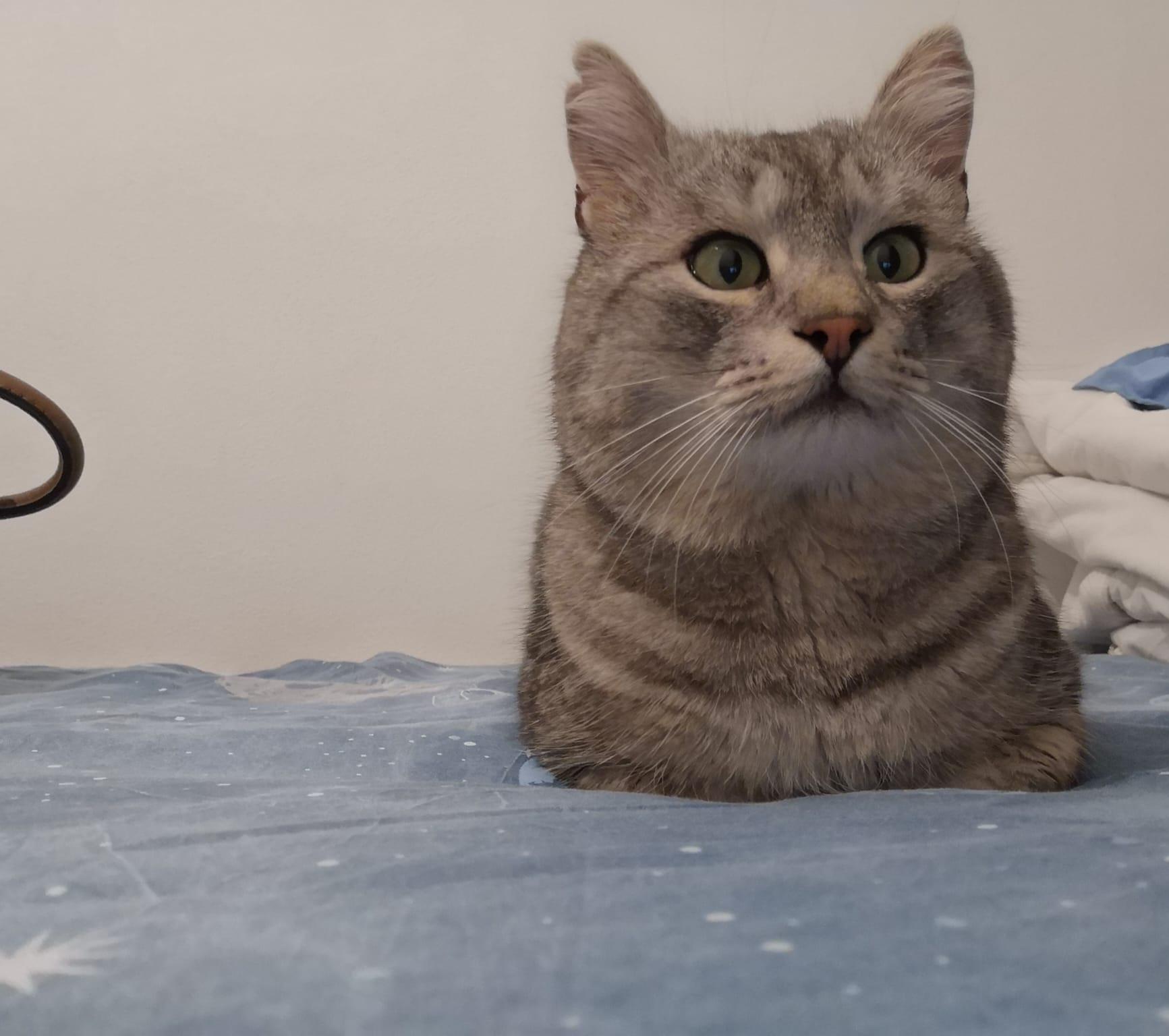 Fluffy loaf | Scrolller