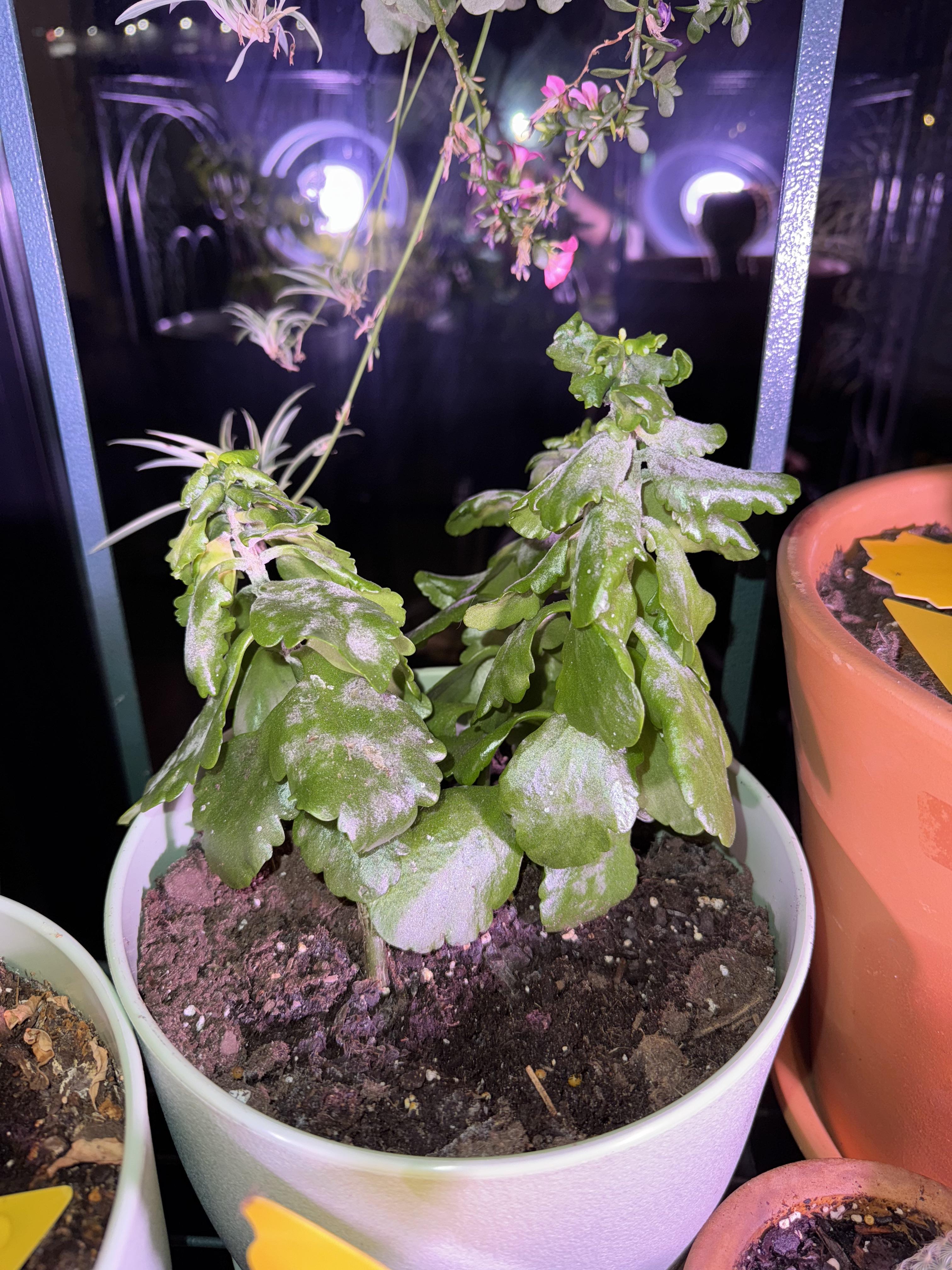 Discover more like Succulents: Powdery Mildew? and Related Content | Scrolller