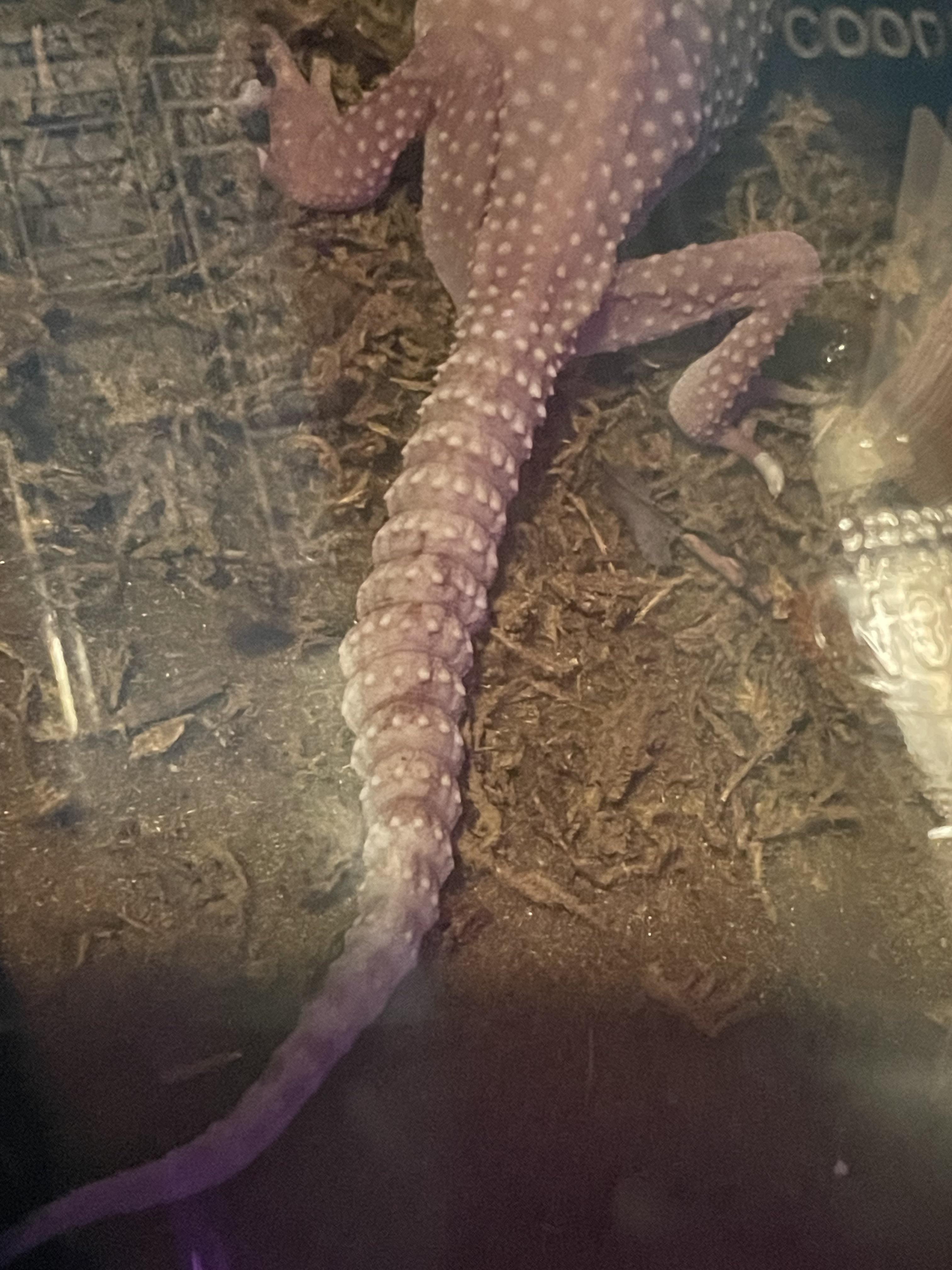 Leopard Gecko update | Scrolller