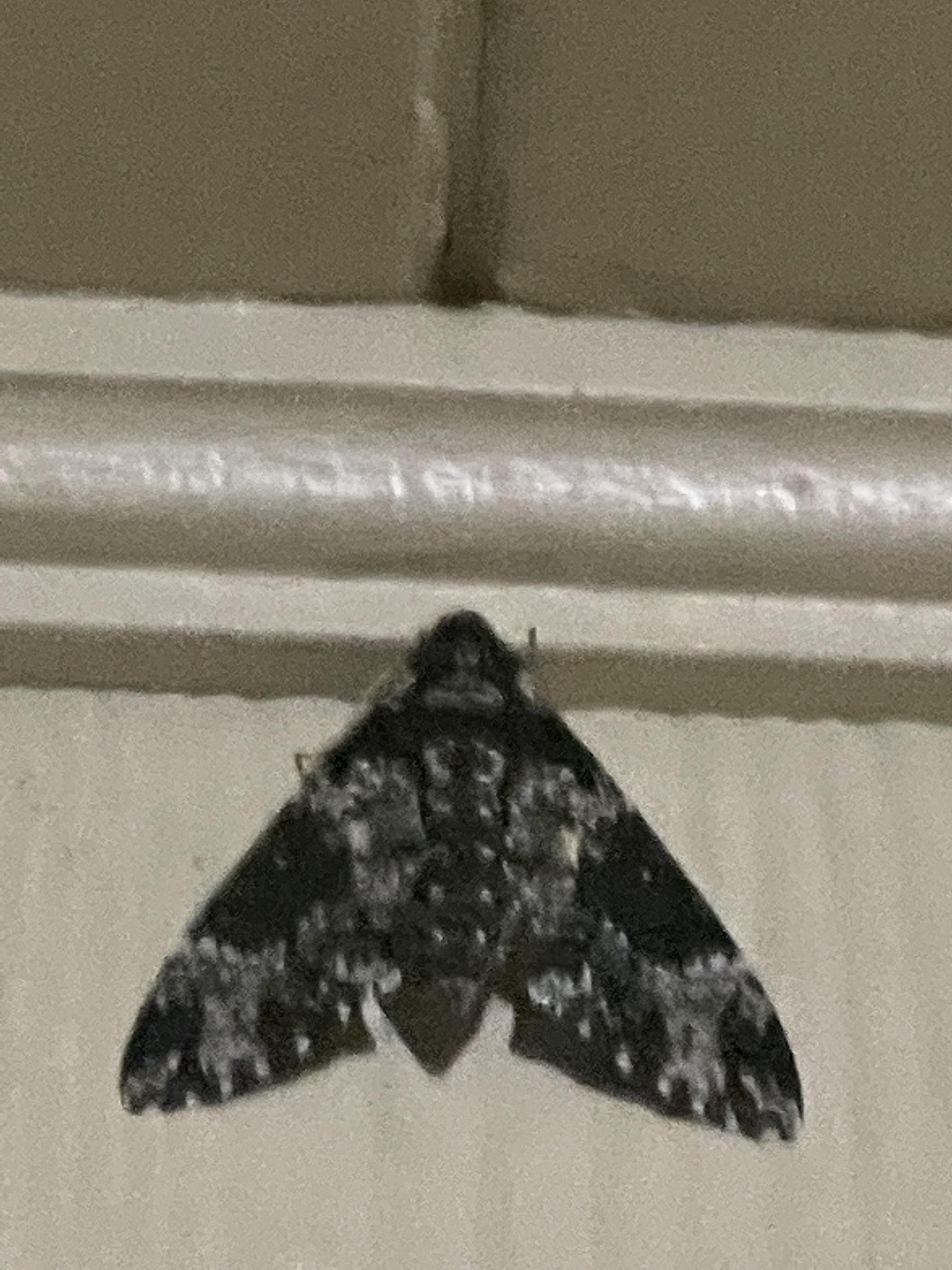 What is this big moth? | Scrolller