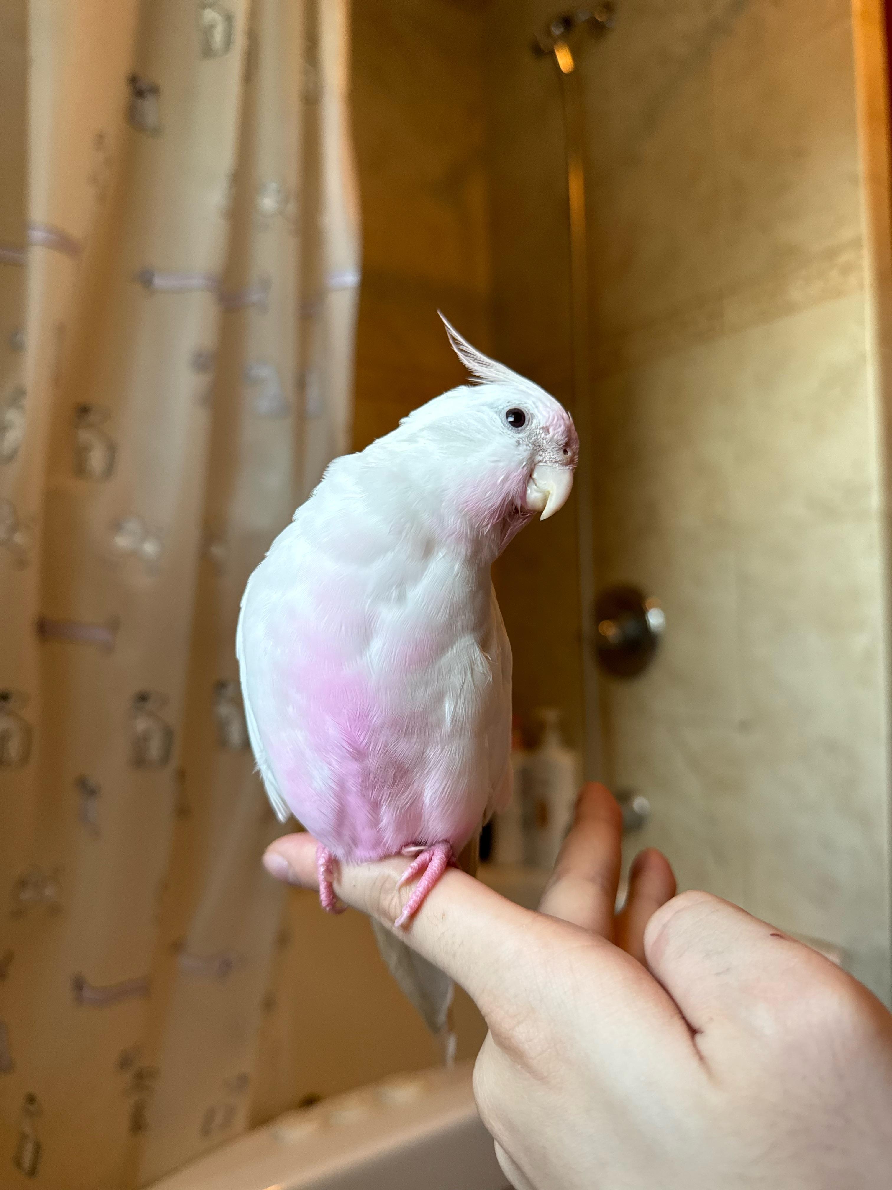 Bird changing colors | Scrolller