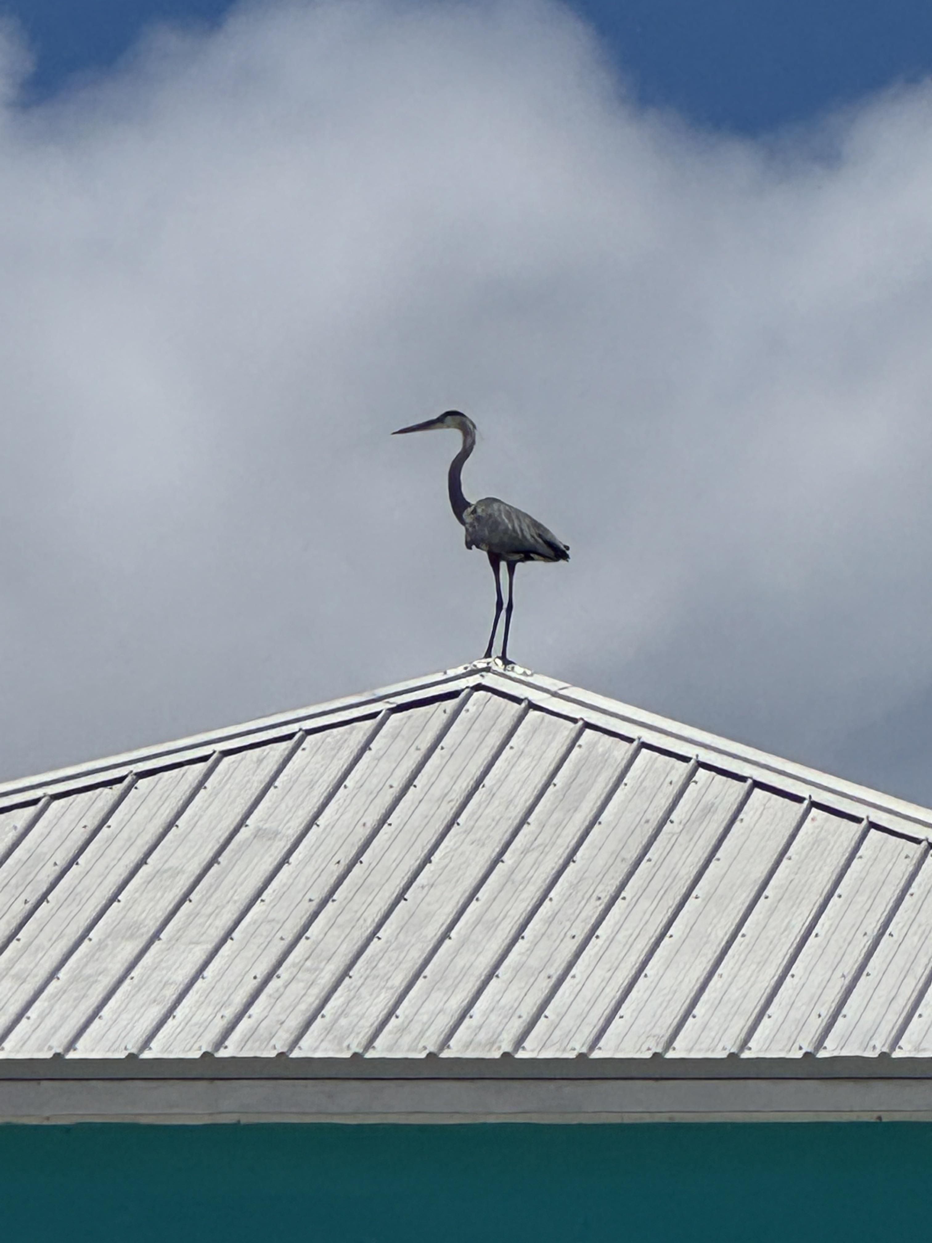 Some Birds I’ve Seen Recently | Scrolller