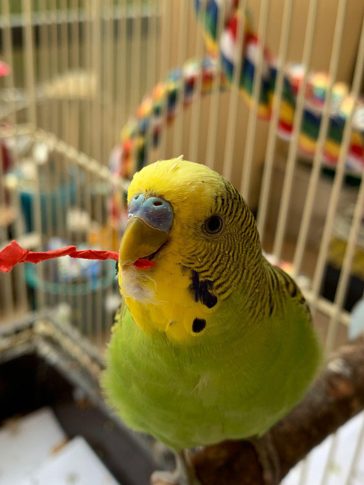 My gremlins pip and chip | Scrolller