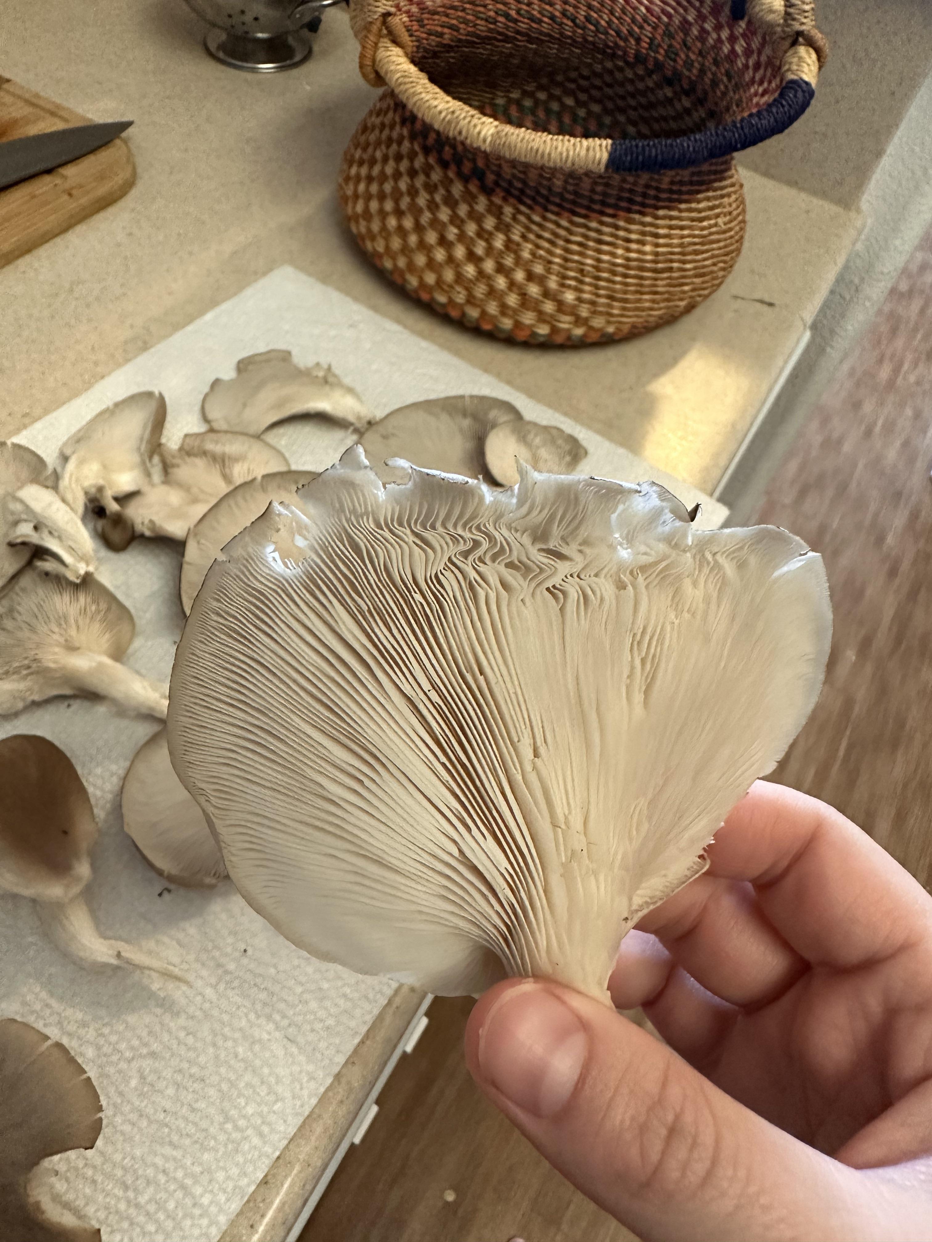 Slug attack!!! | Scrolller