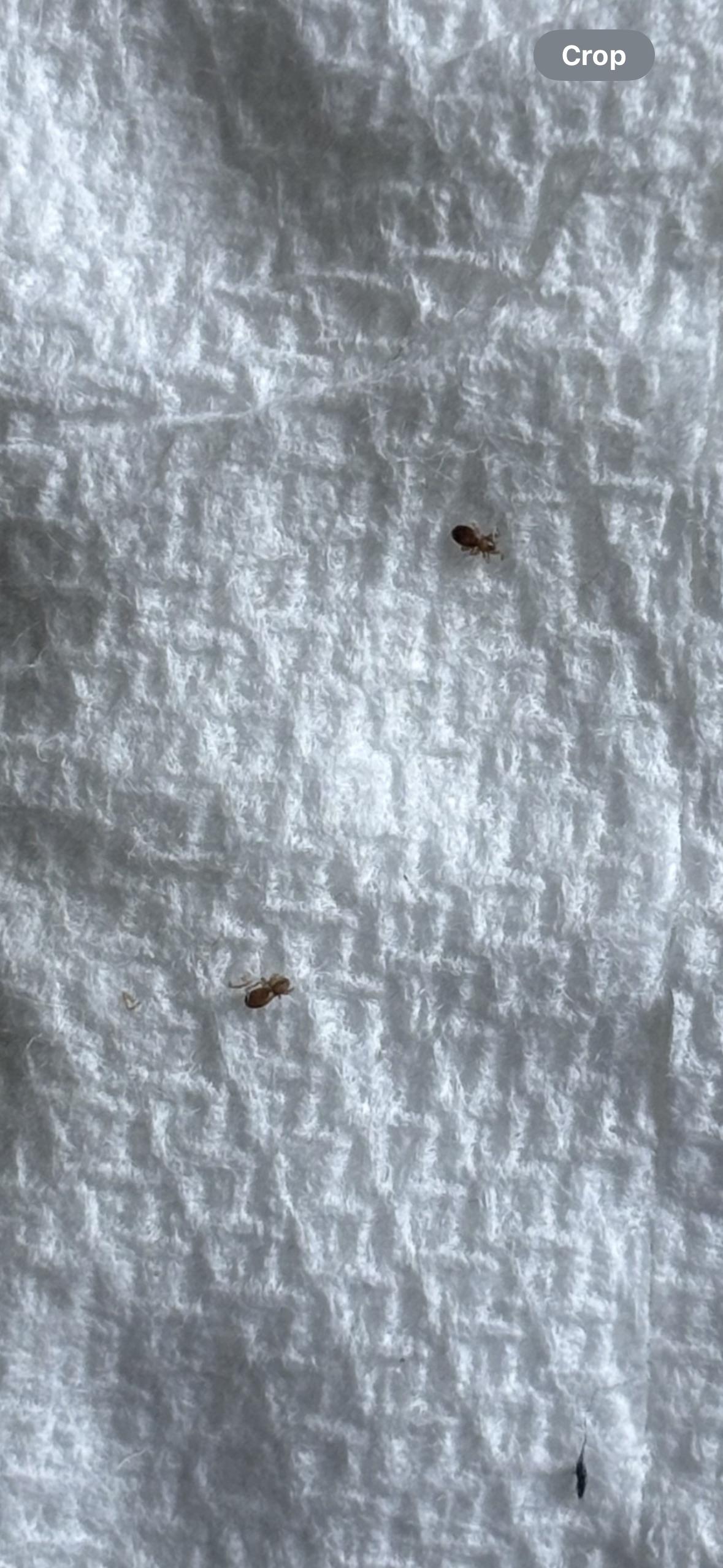 Are these bed bugs? | Scrolller