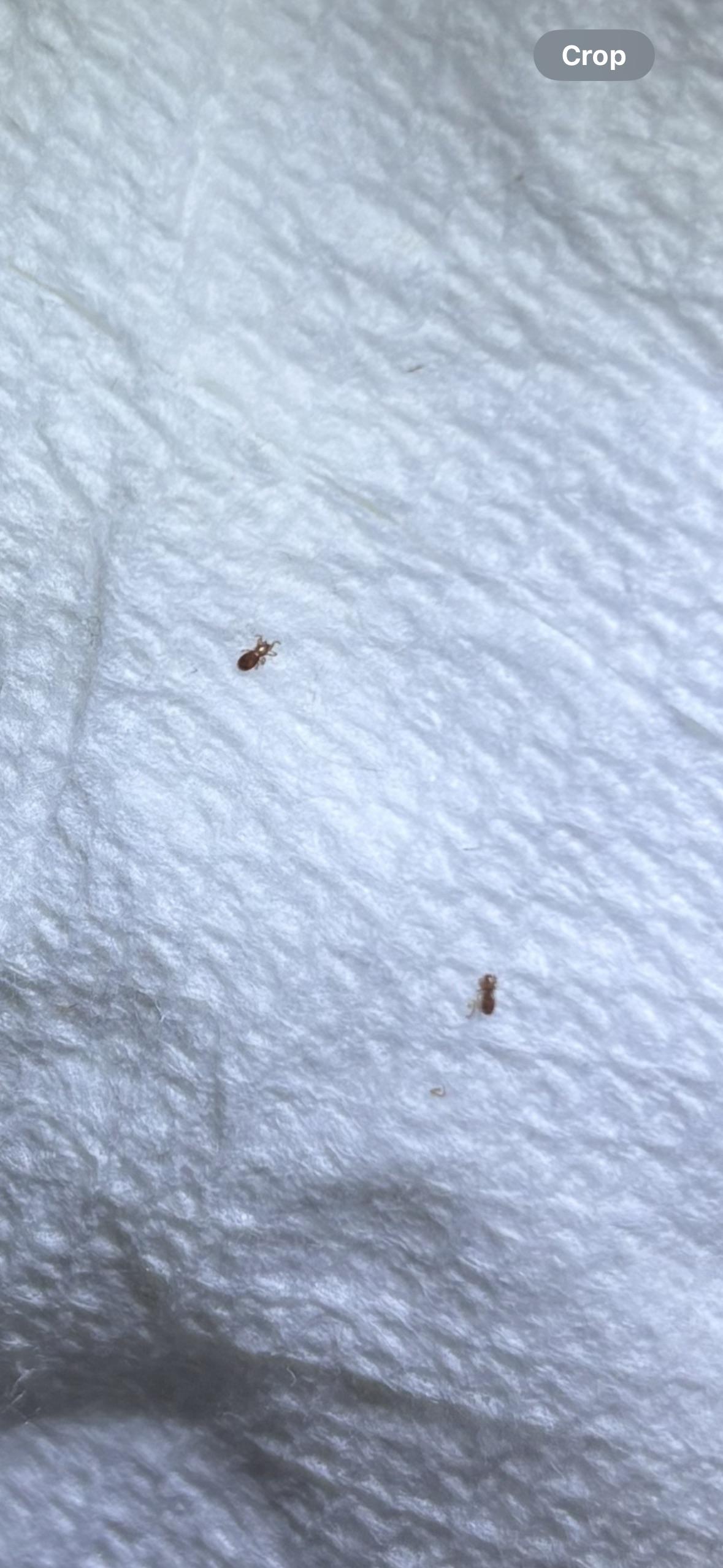 Are these bed bugs? | Scrolller