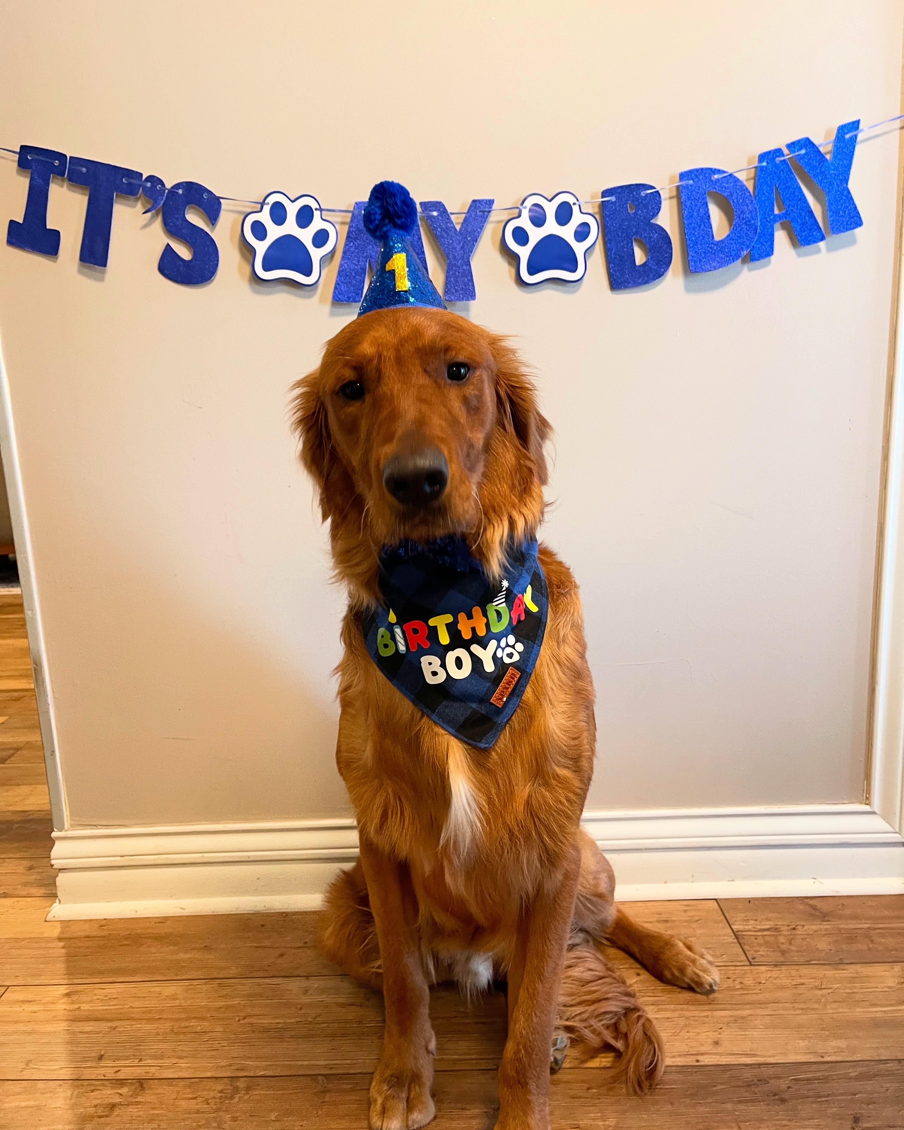 Happy 1st Birthday to our boy Theodore | Scrolller