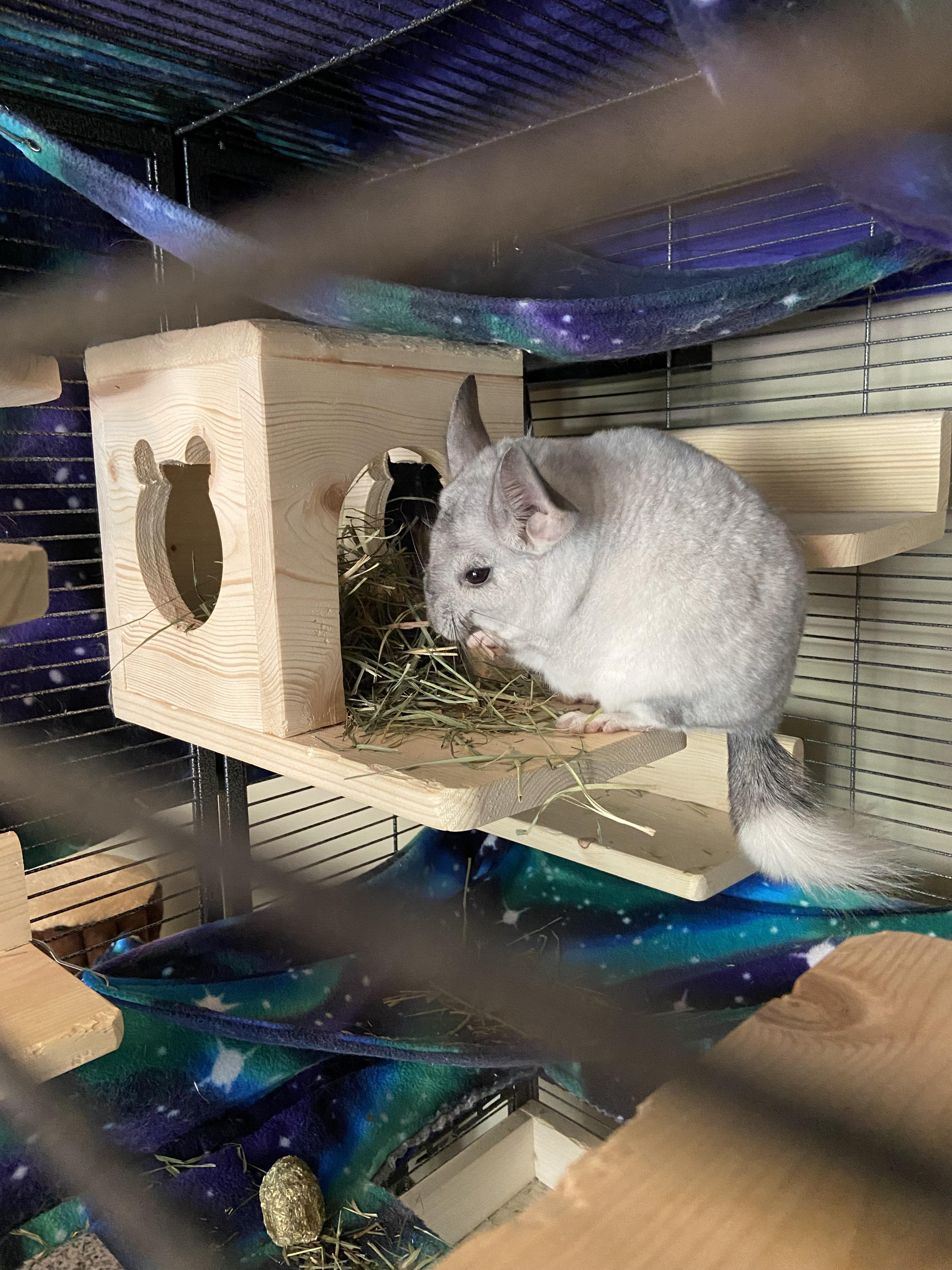 New use for PandamoniumPets hut! | Scrolller