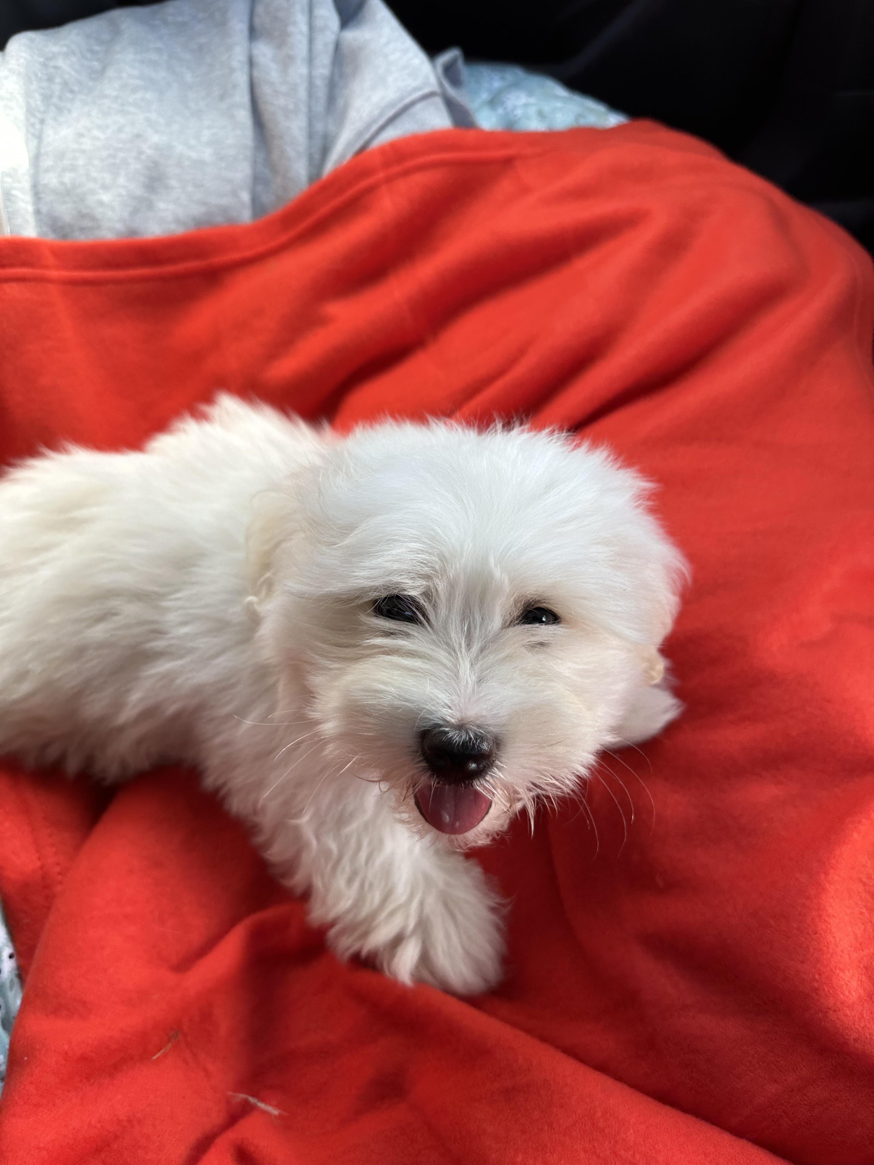 We just picked up Teddy | Scrolller