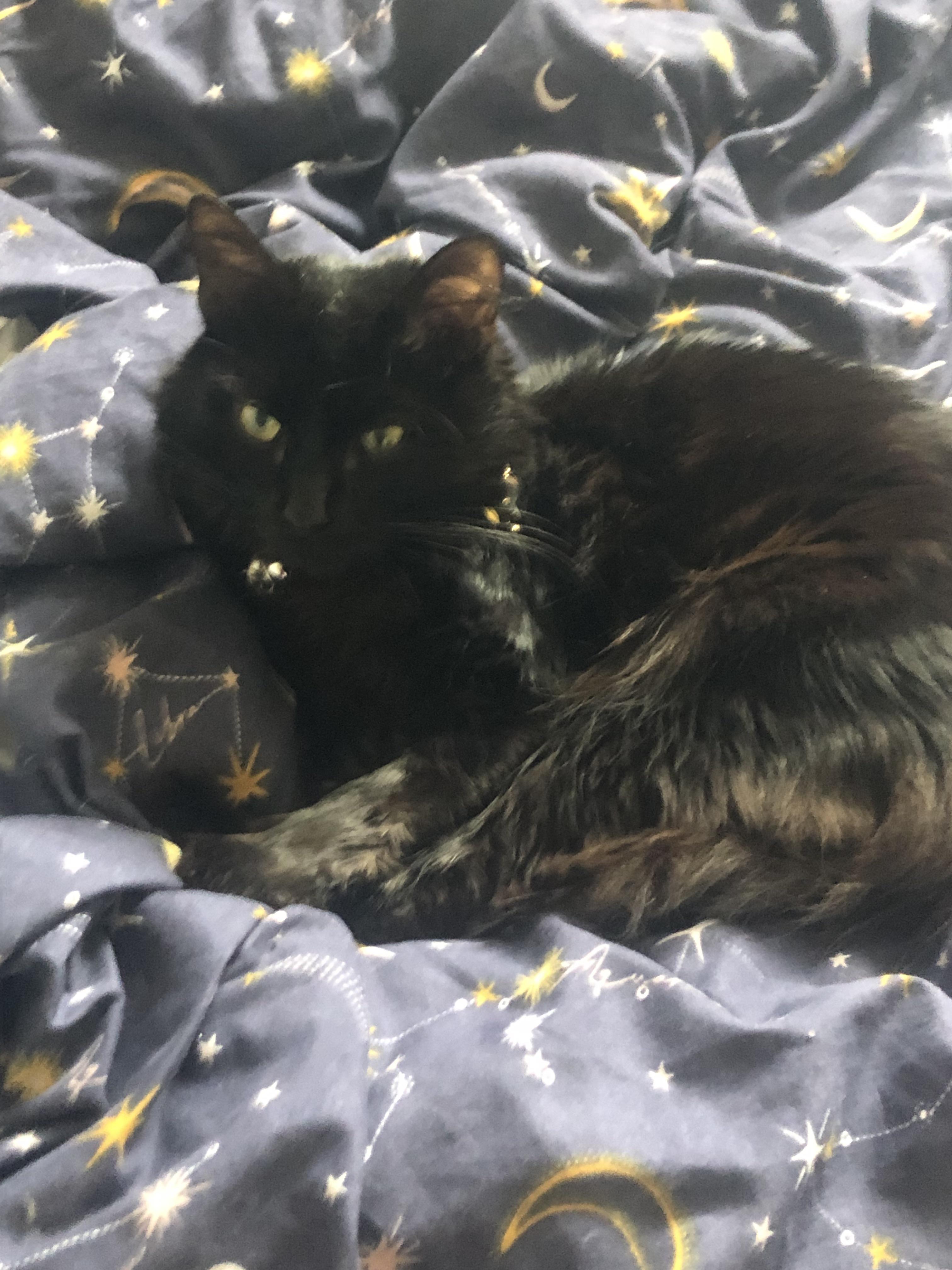 Siblings 🐈‍⬛🐈 🕊🪦 | Scrolller