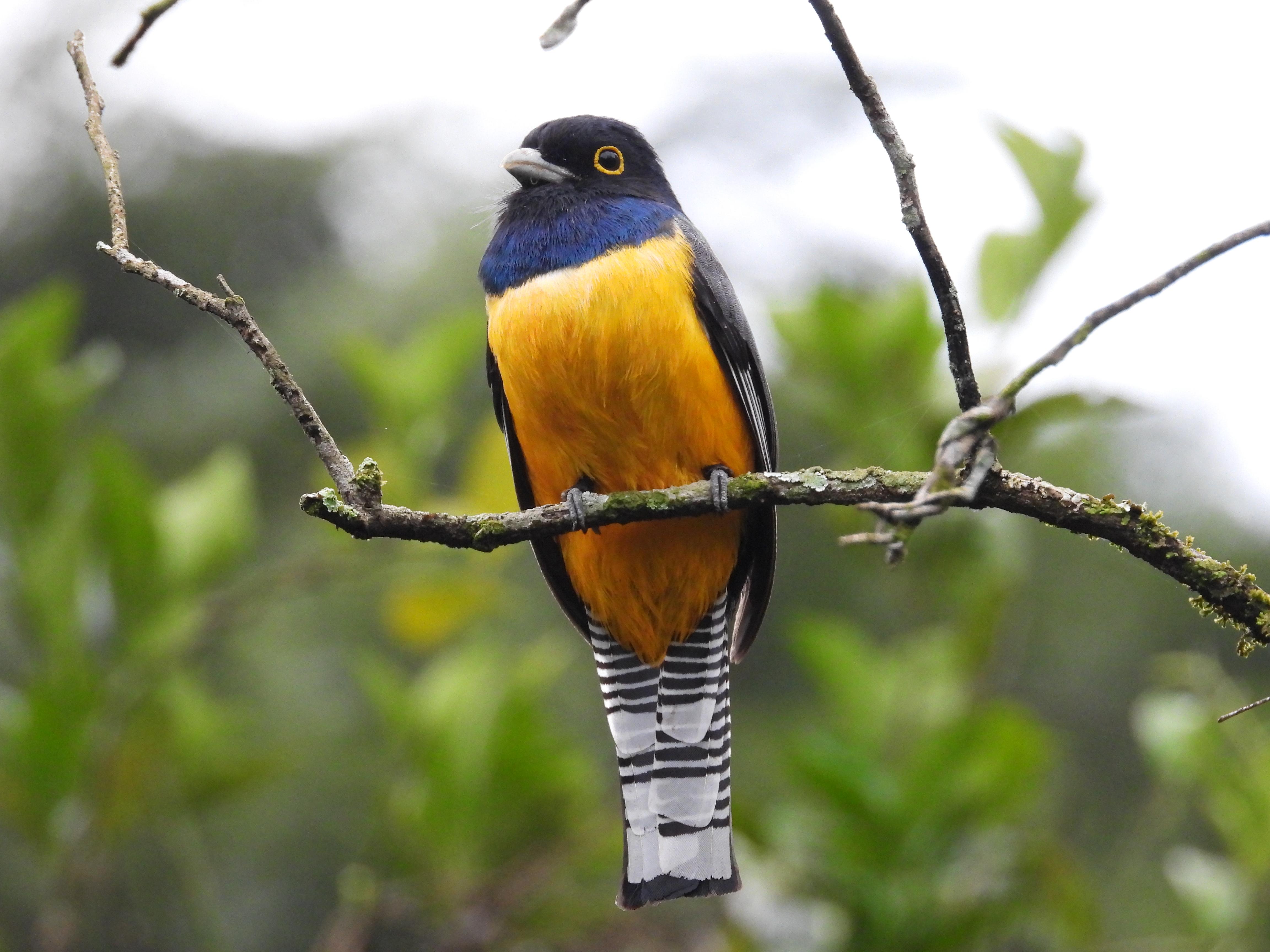 Belize Bird of the Day #1 | Scrolller