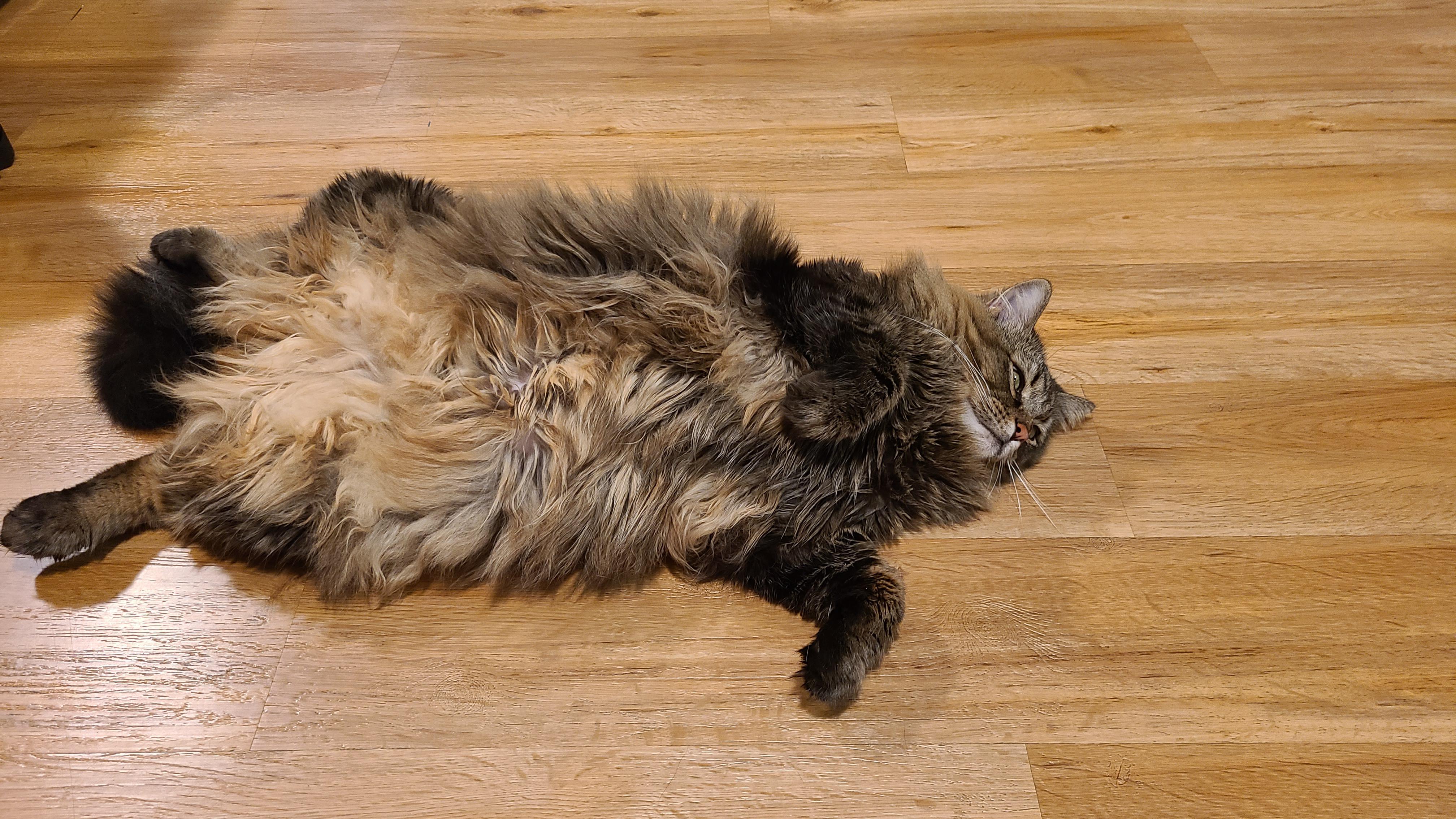 The progression of falling asleep | Scrolller