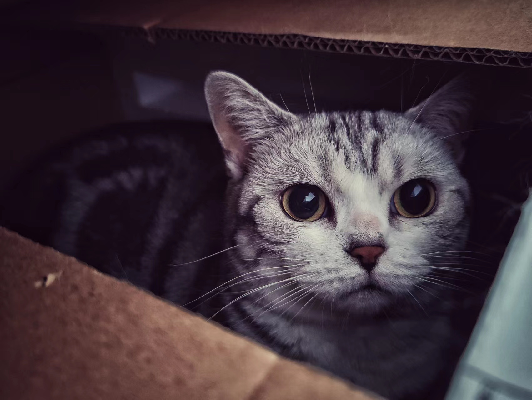 Unboxing surprise!!!! | Scrolller