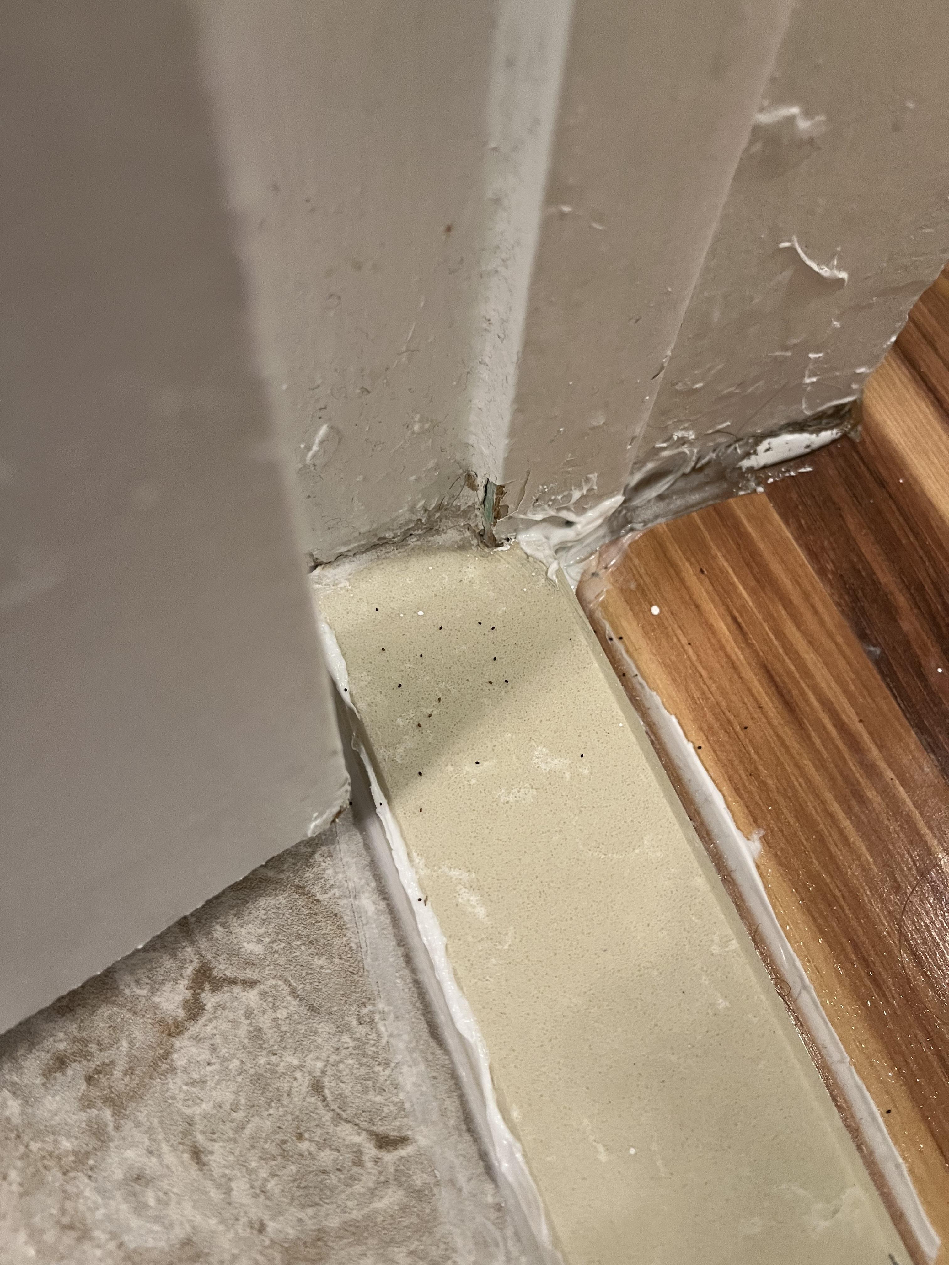 Roach Droppings | Scrolller