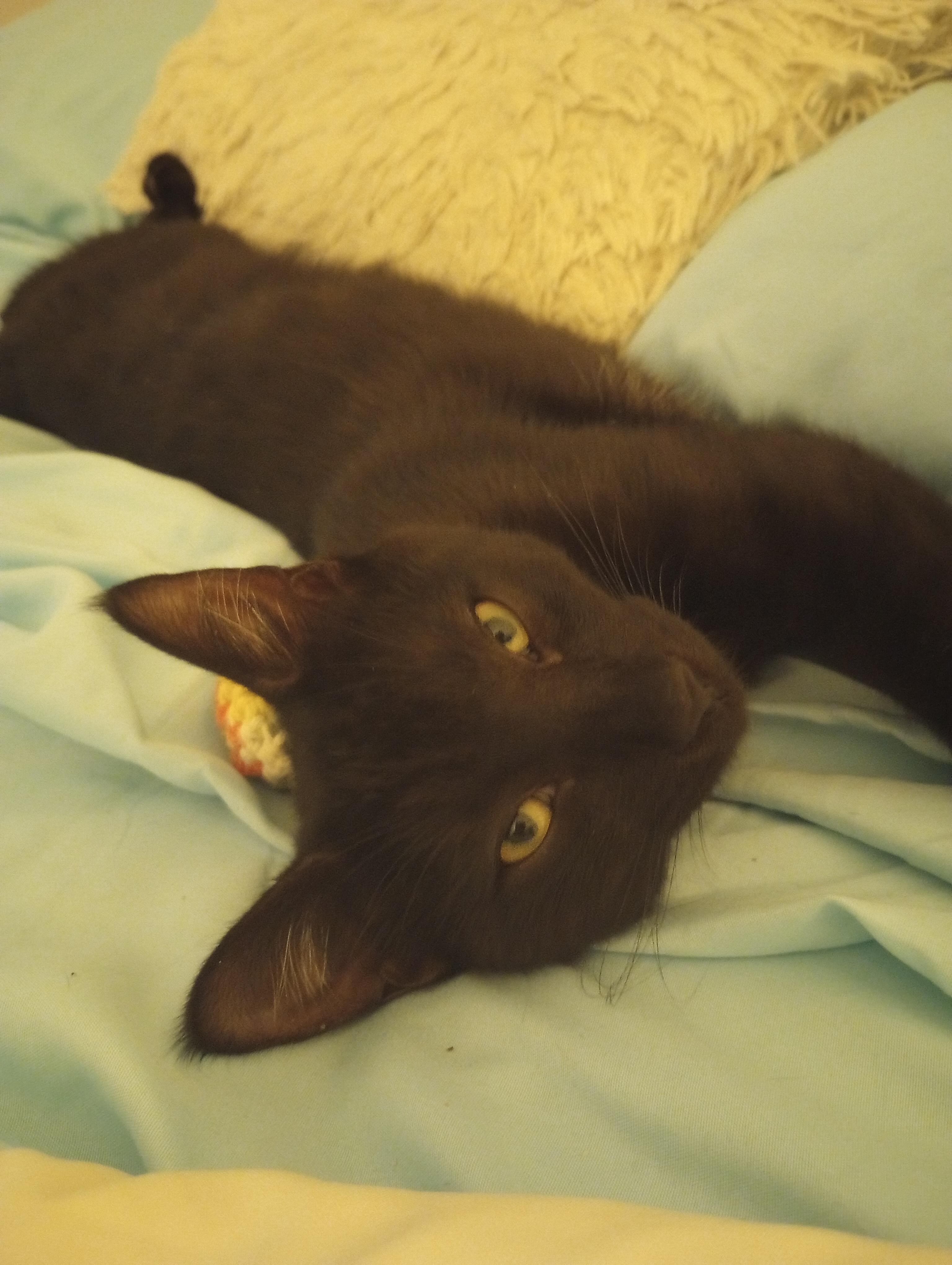 (OC) 0 days since the last toilet paper massacre. The culprit remains ...