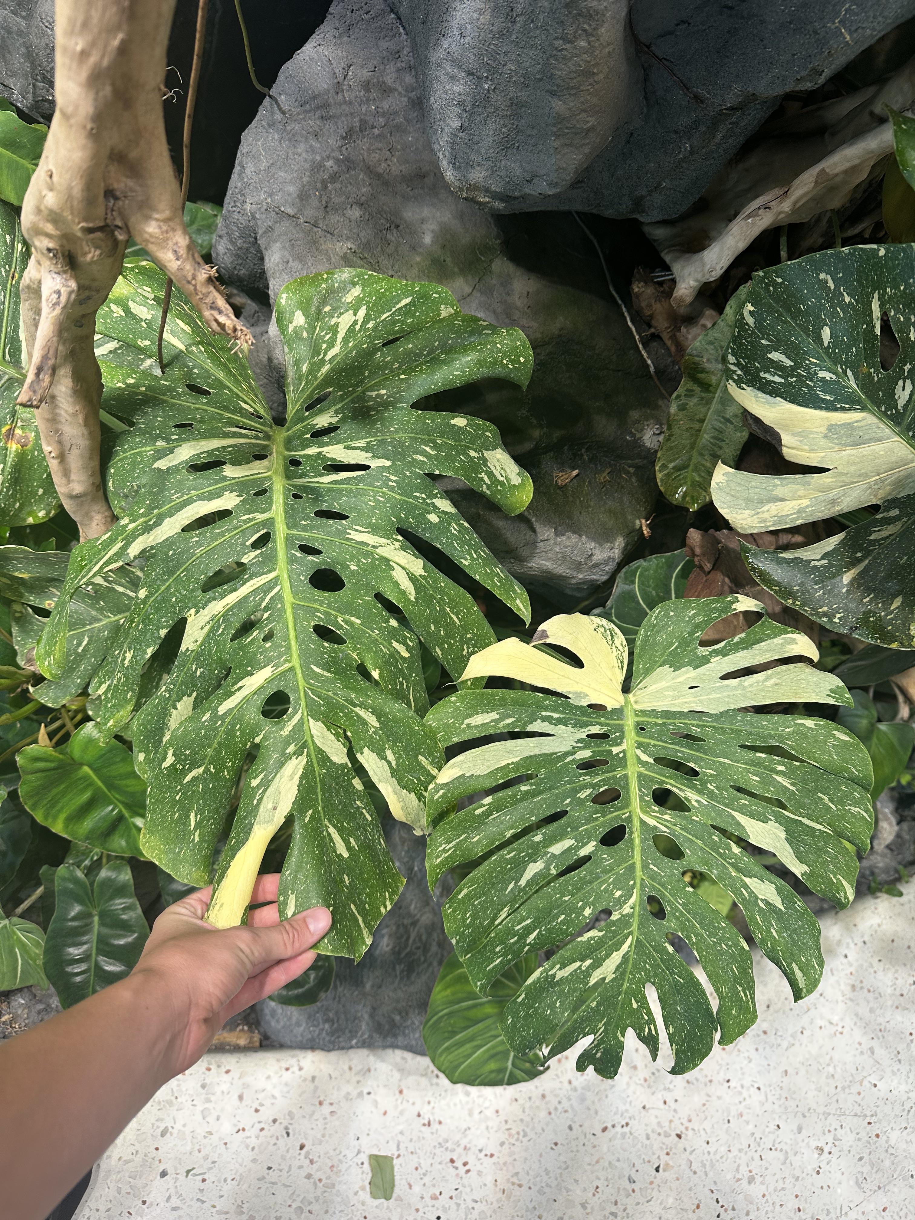 Monstera at Singapore airport | Scrolller