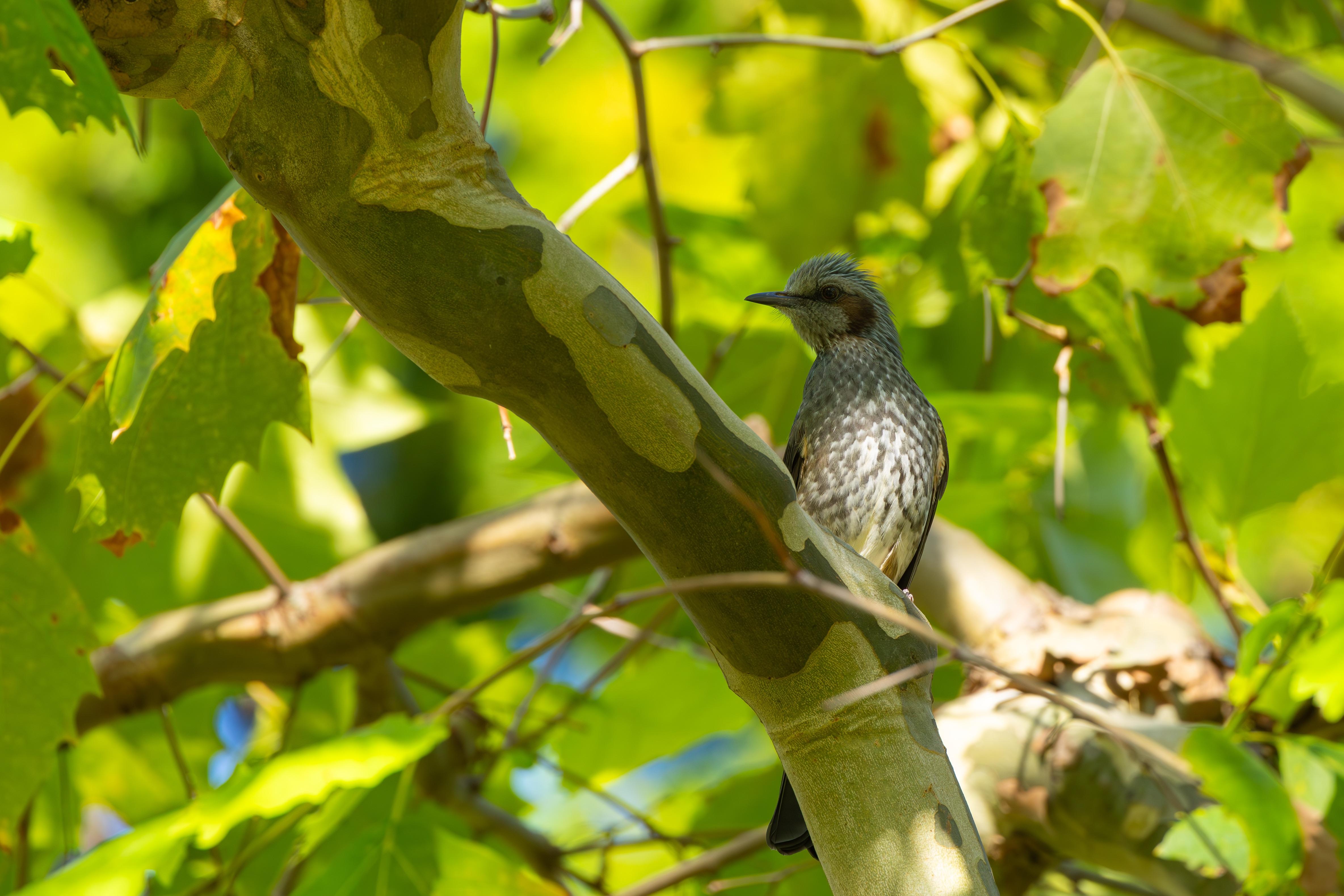 Brown-eared Bulbul | Scrolller