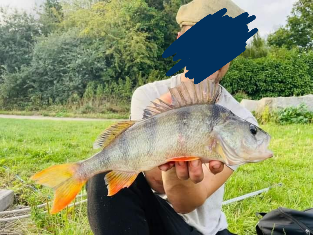 More Redfin Perch | Scrolller