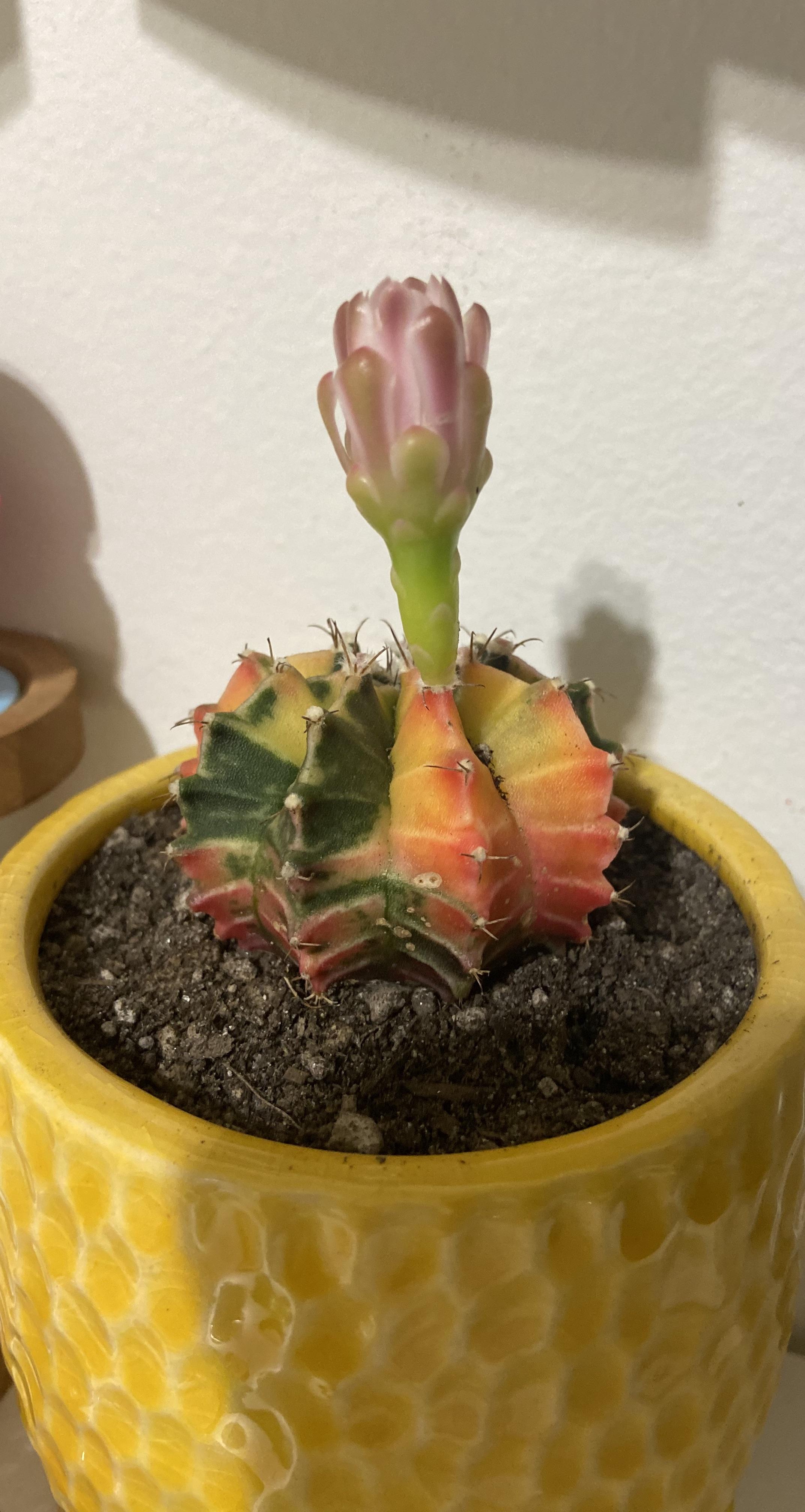 Discover more like Cactus: Am i doing something wrong? and Related Content | Scrolller