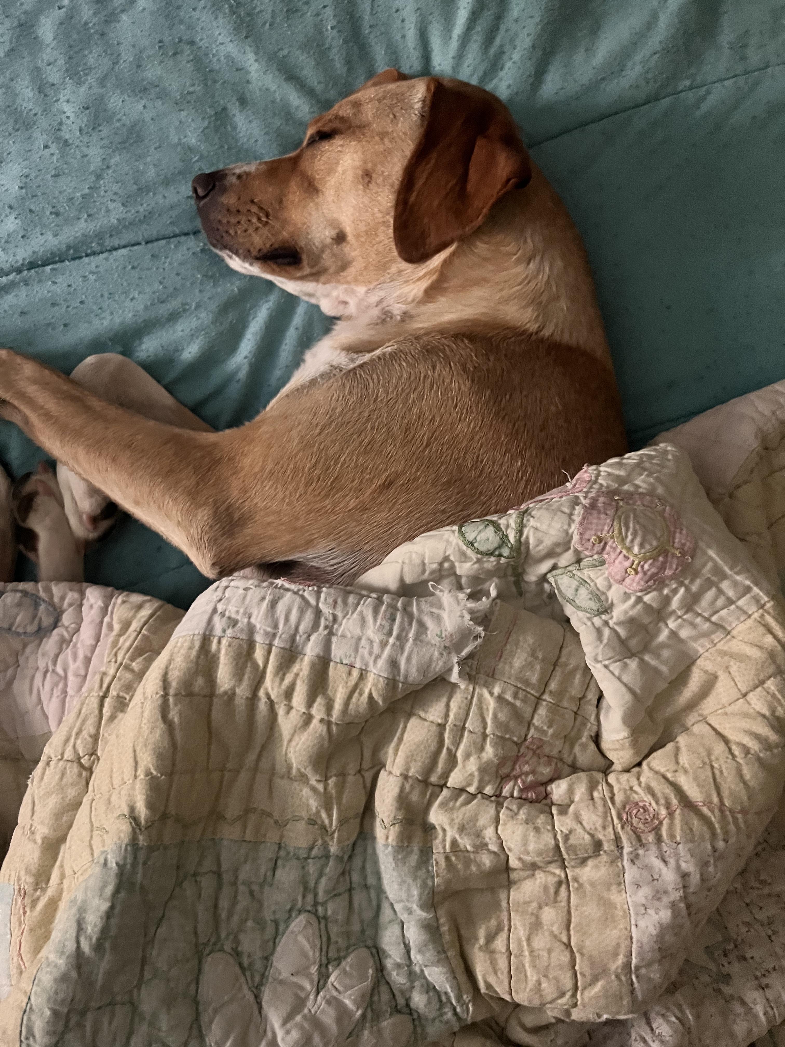 Sleepy pup | Scrolller