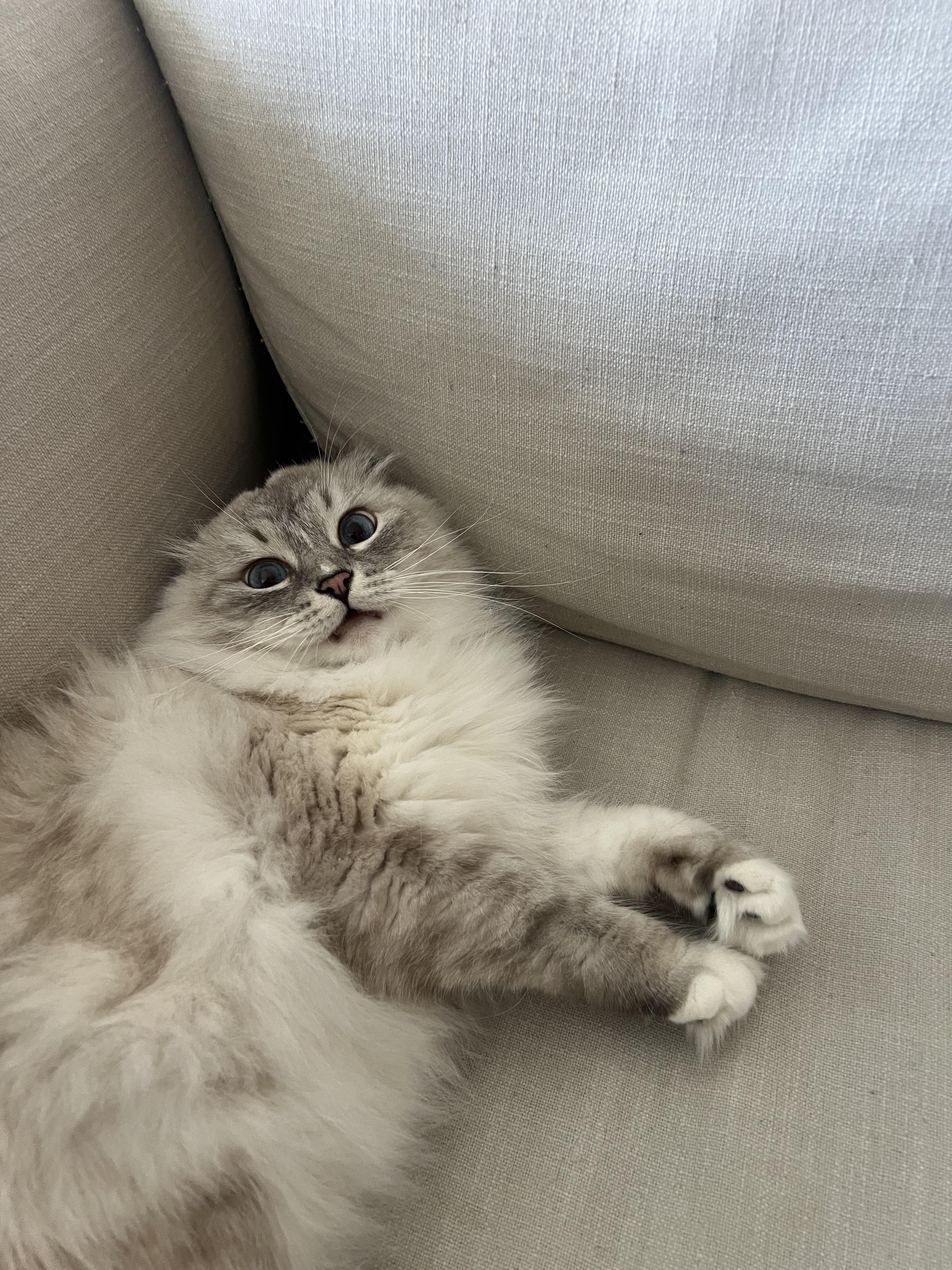 Mufasa is equally majestic and derpy! | Scrolller