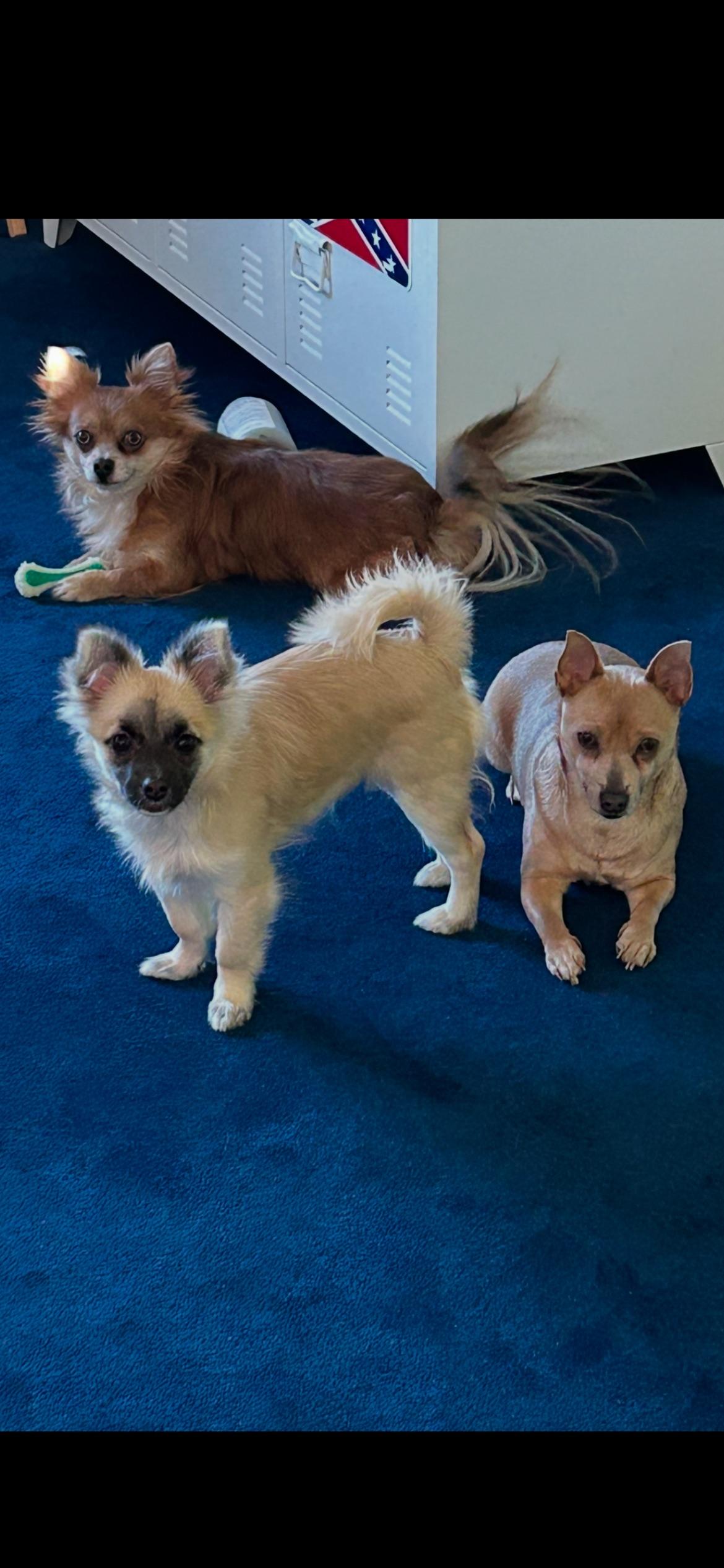 The 3 Amigos | Scrolller