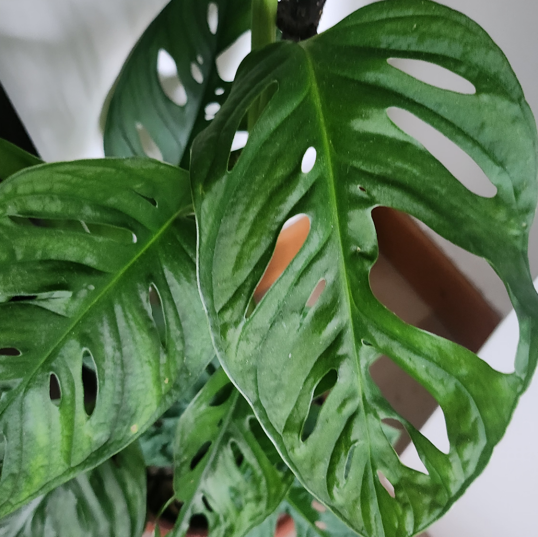 Adansonii maturing? | Scrolller