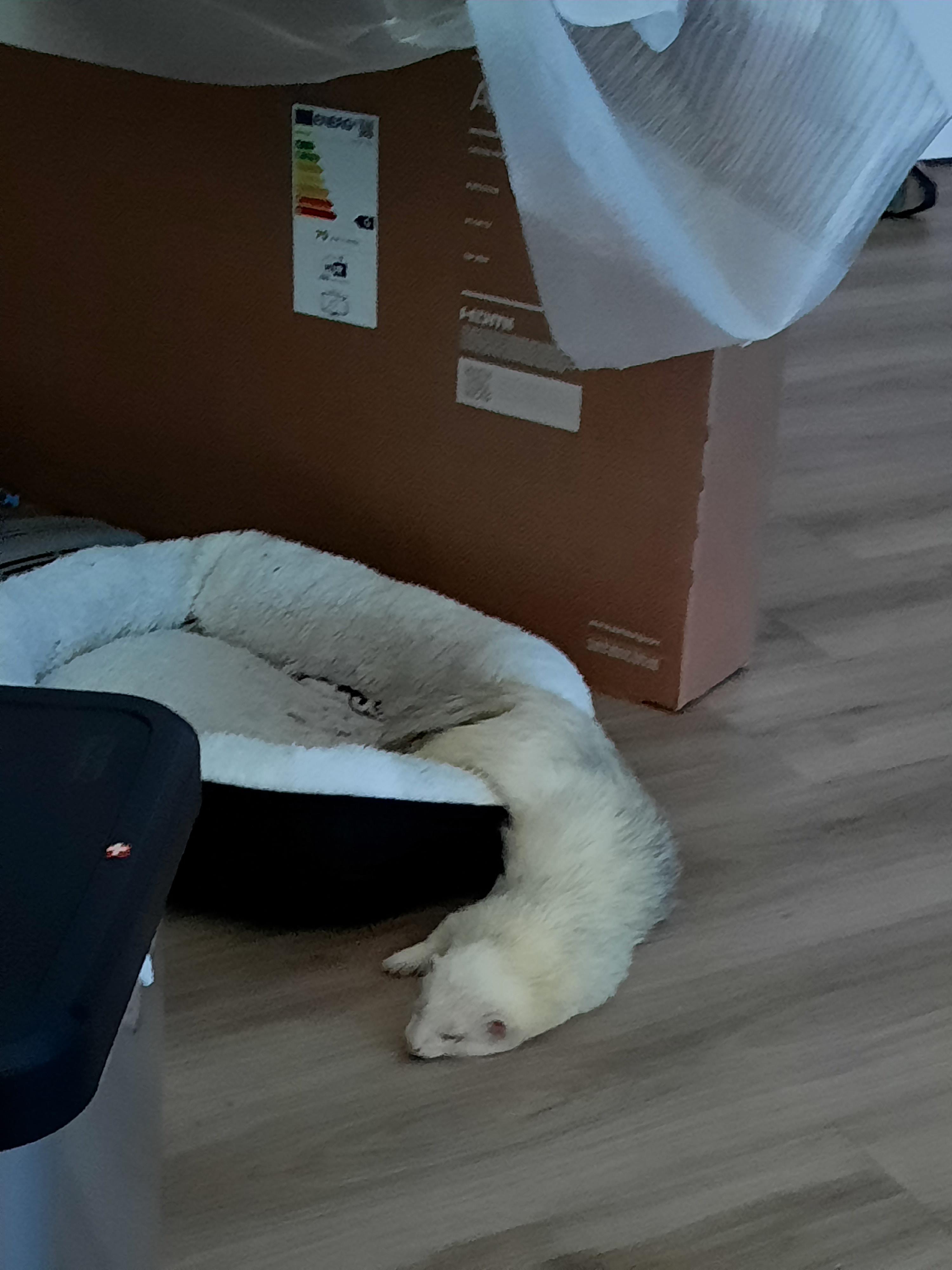 Compilation of gwin sleeping | Scrolller