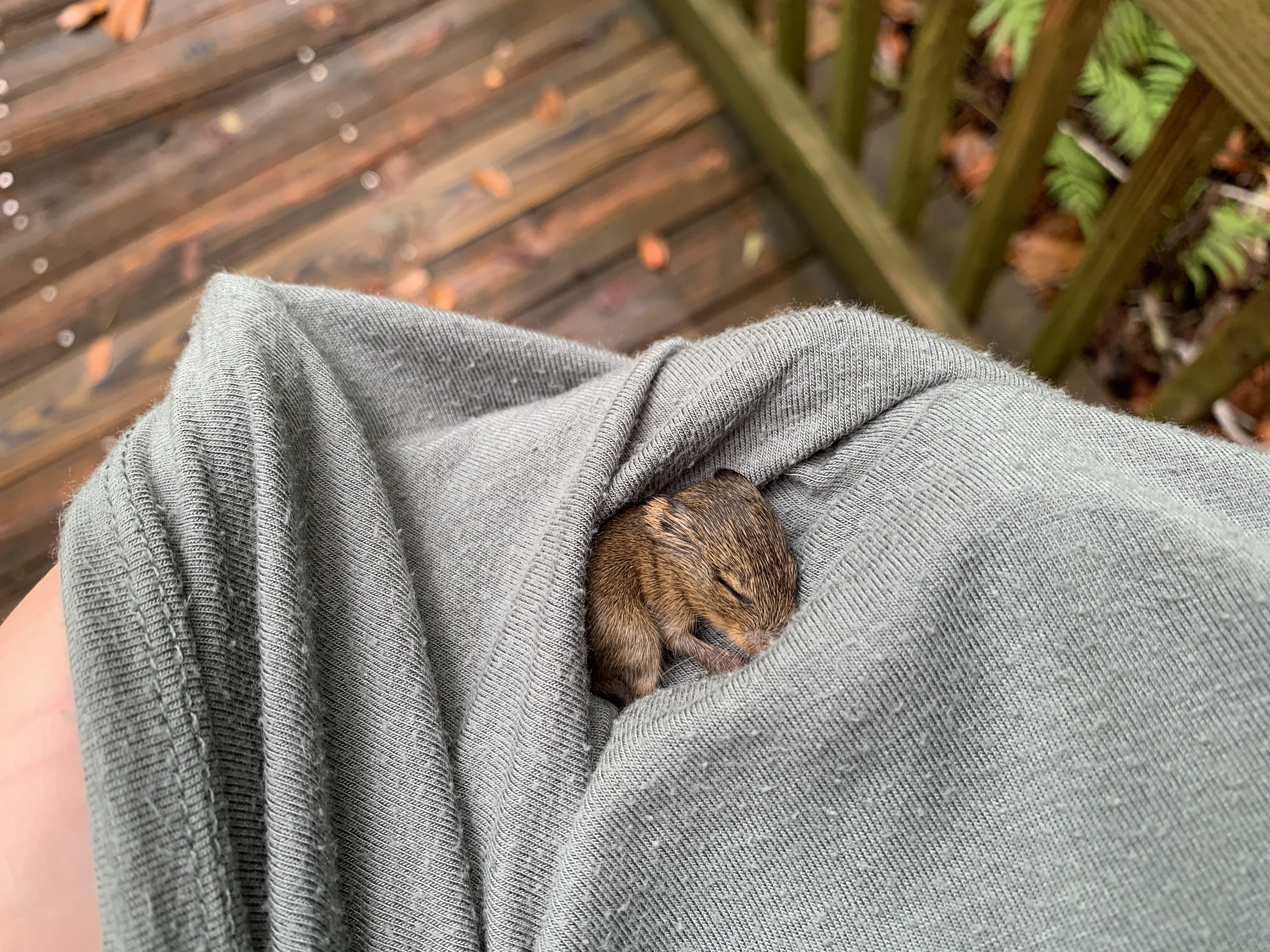 Baby squirrel? | Scrolller
