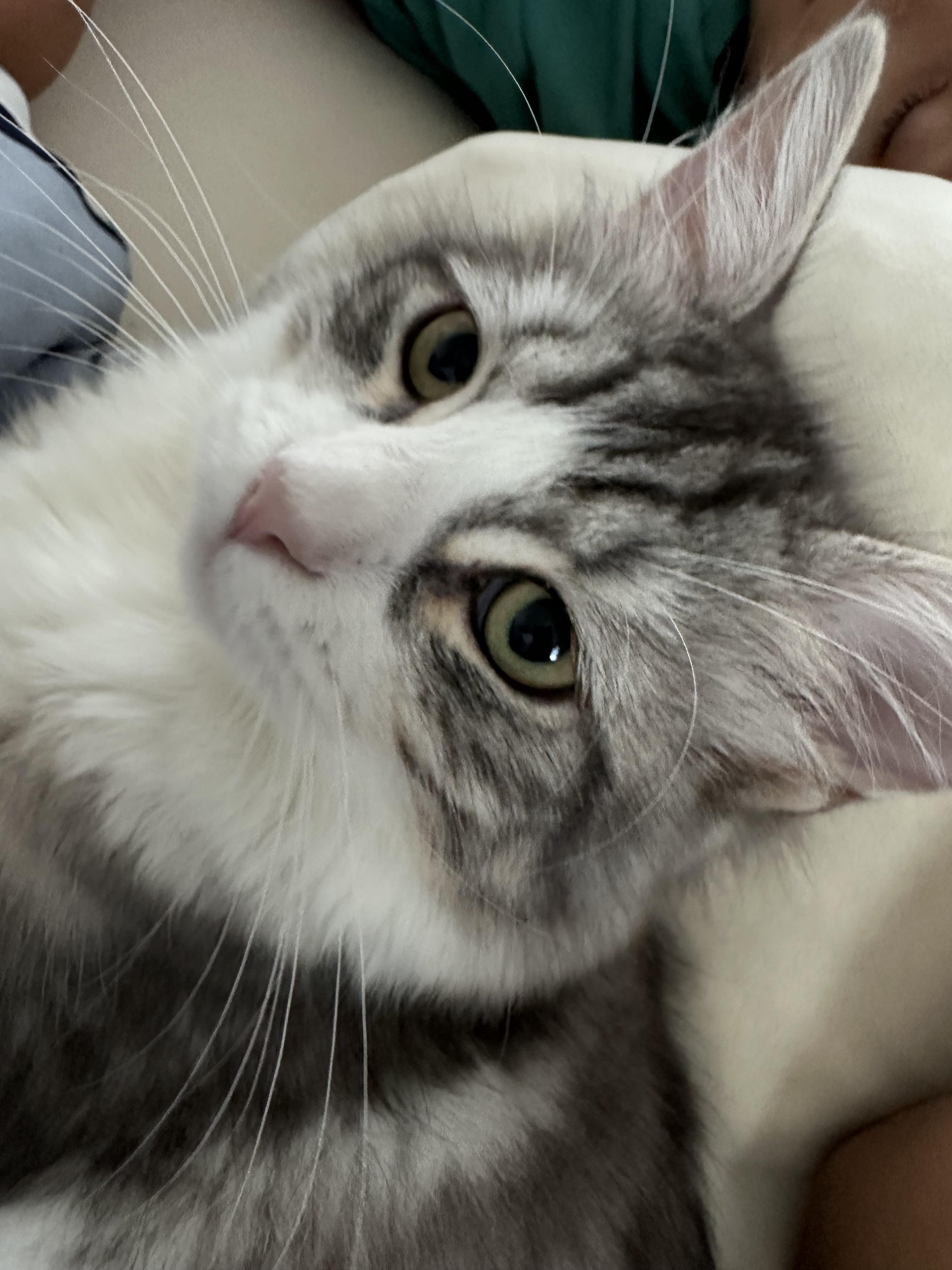 Is it normal for your cats nose and paw pads to change colors? | Scrolller