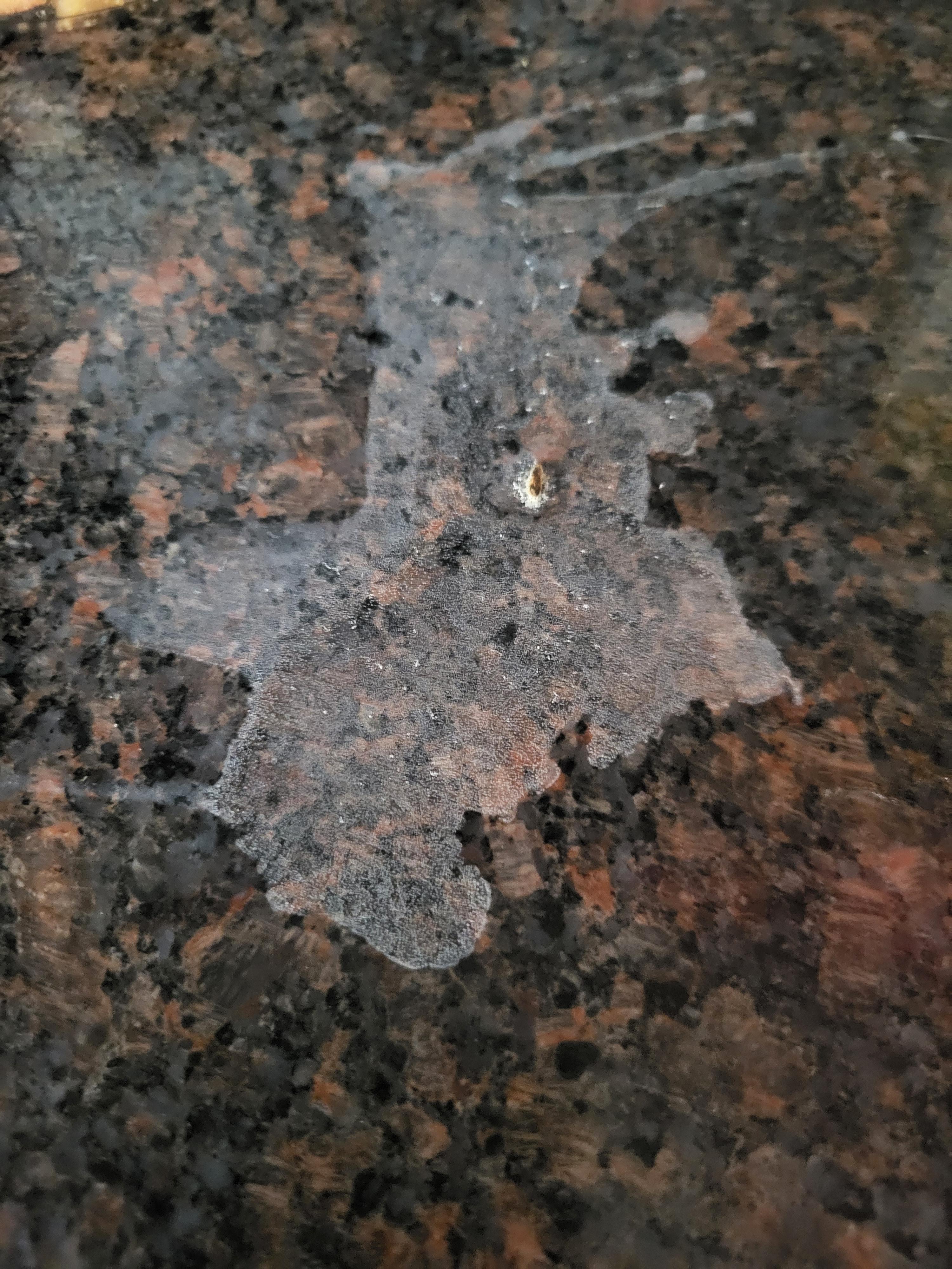 HELP: Is this mouse poop + urine?? | Scrolller