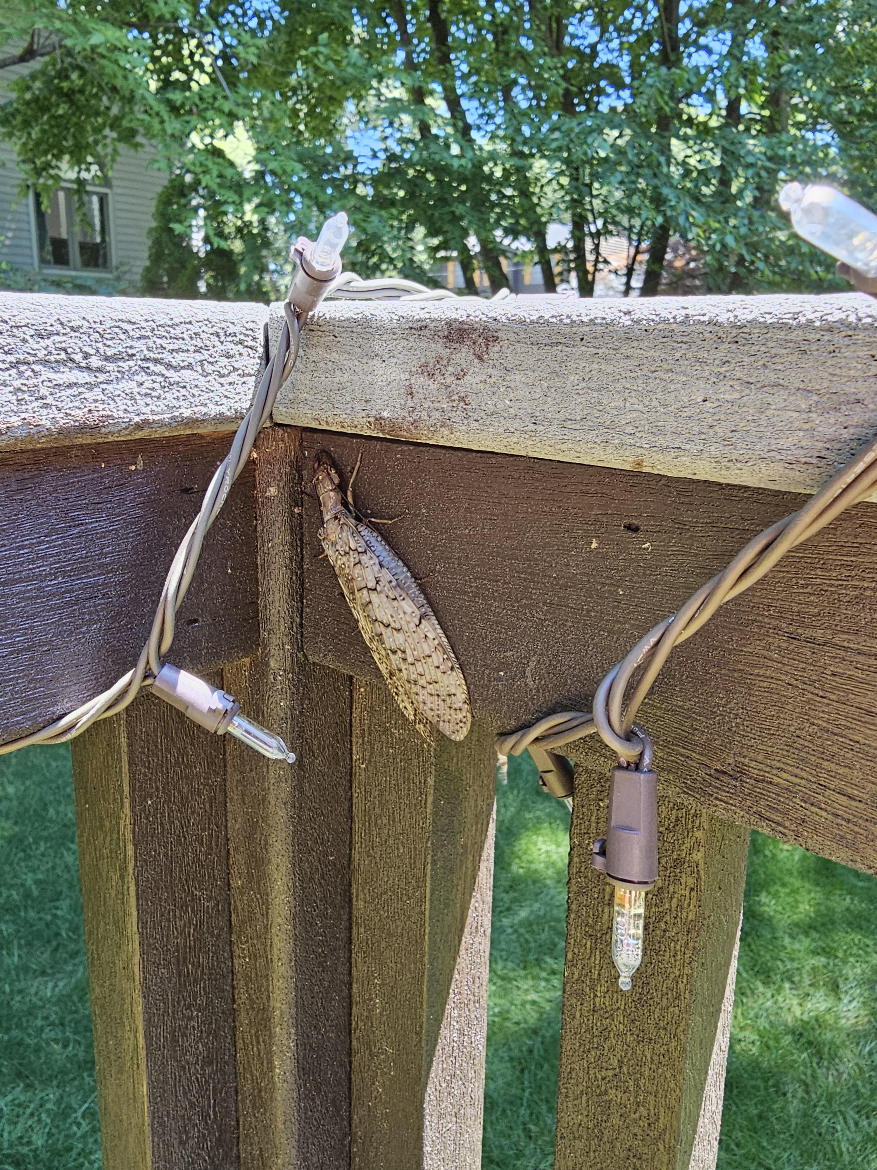 ID Please (Rhode Island) | Scrolller