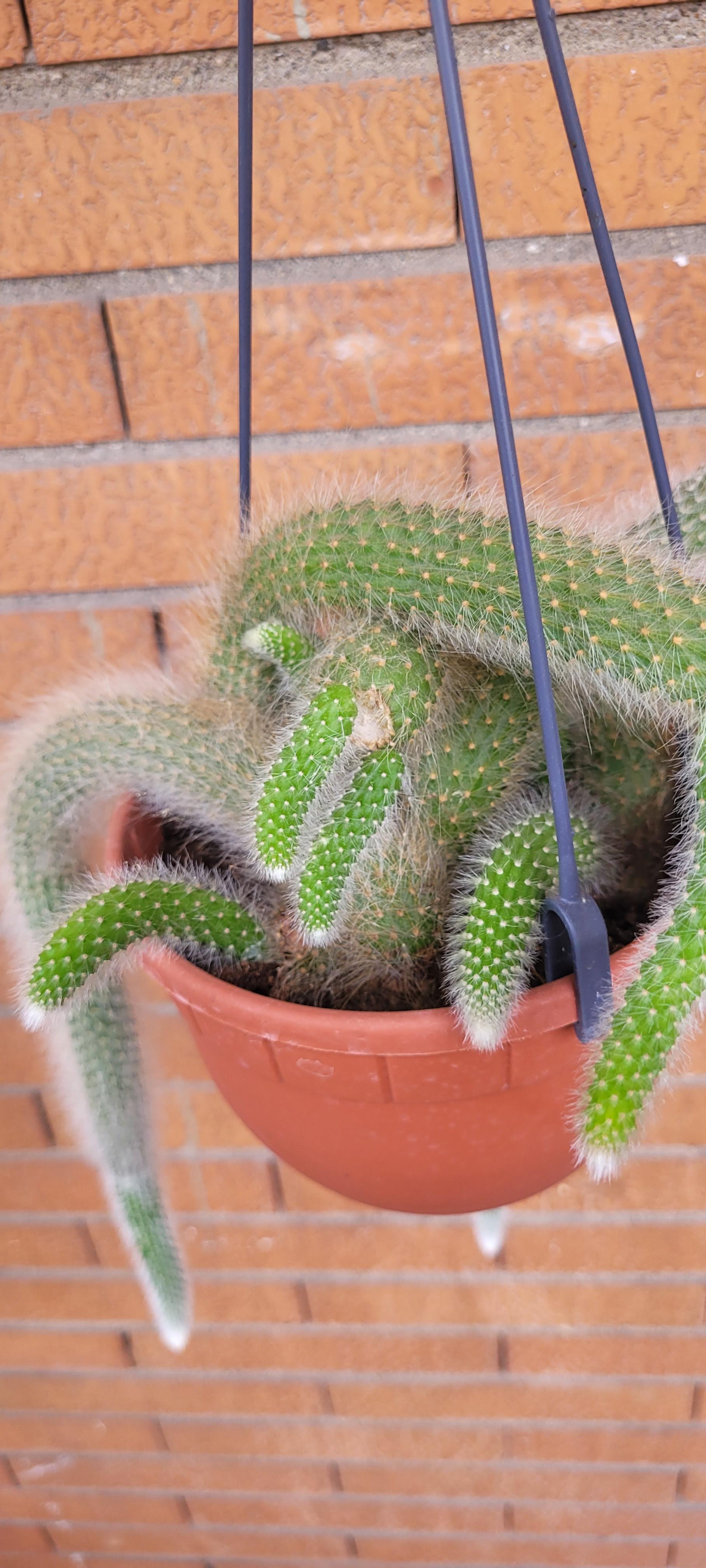 Monkey tail advice | Scrolller