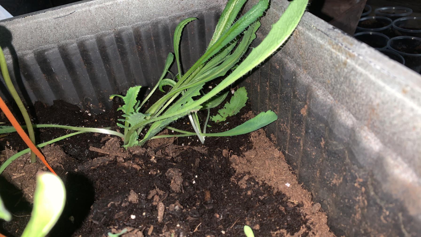 Discover more like Gardening: First time growing “Papaver” should I be doing something to it or ...