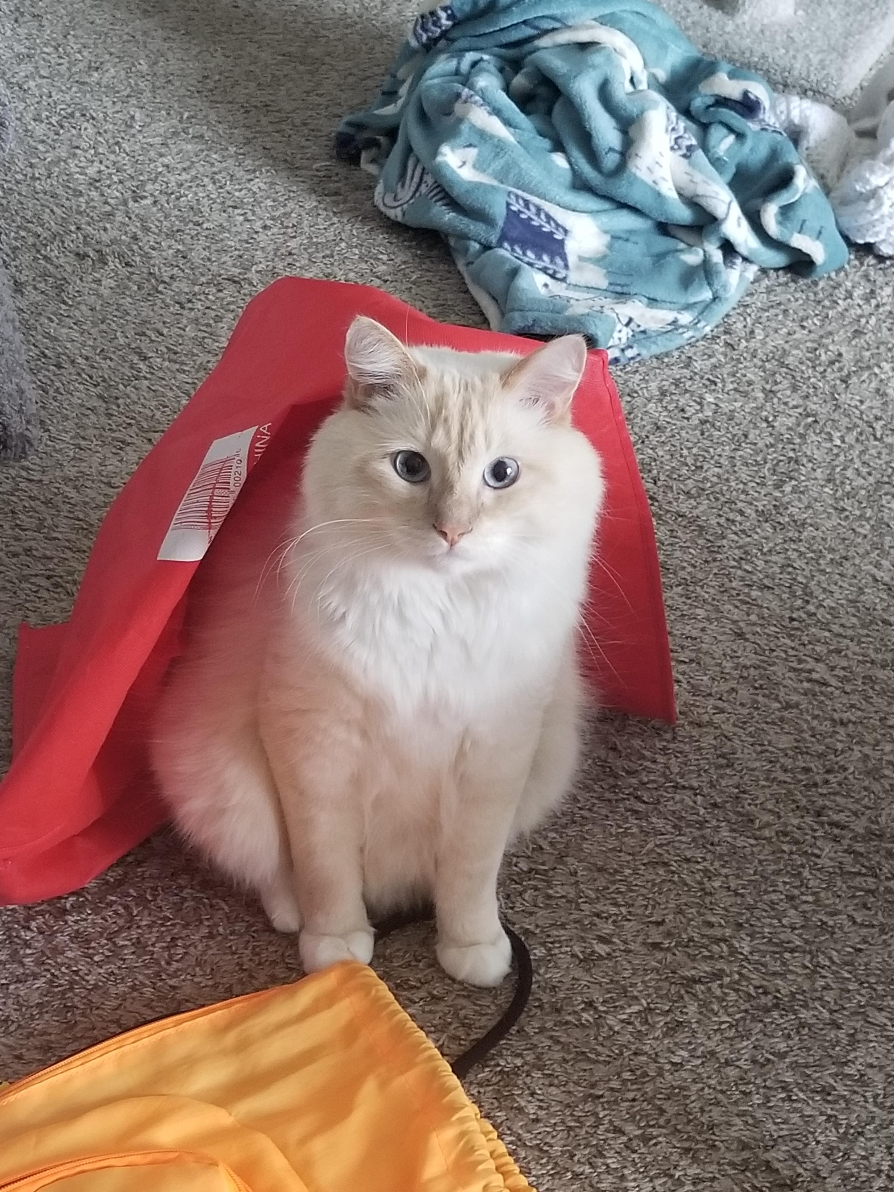 Discover more like Floof: Celebrating Frankie's Gotcha Day! and Related Content | Scrolller