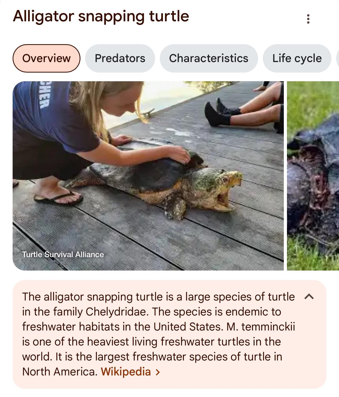 Updated Theory: Hero 42 is a man x alligator snapping turtle | Scrolller