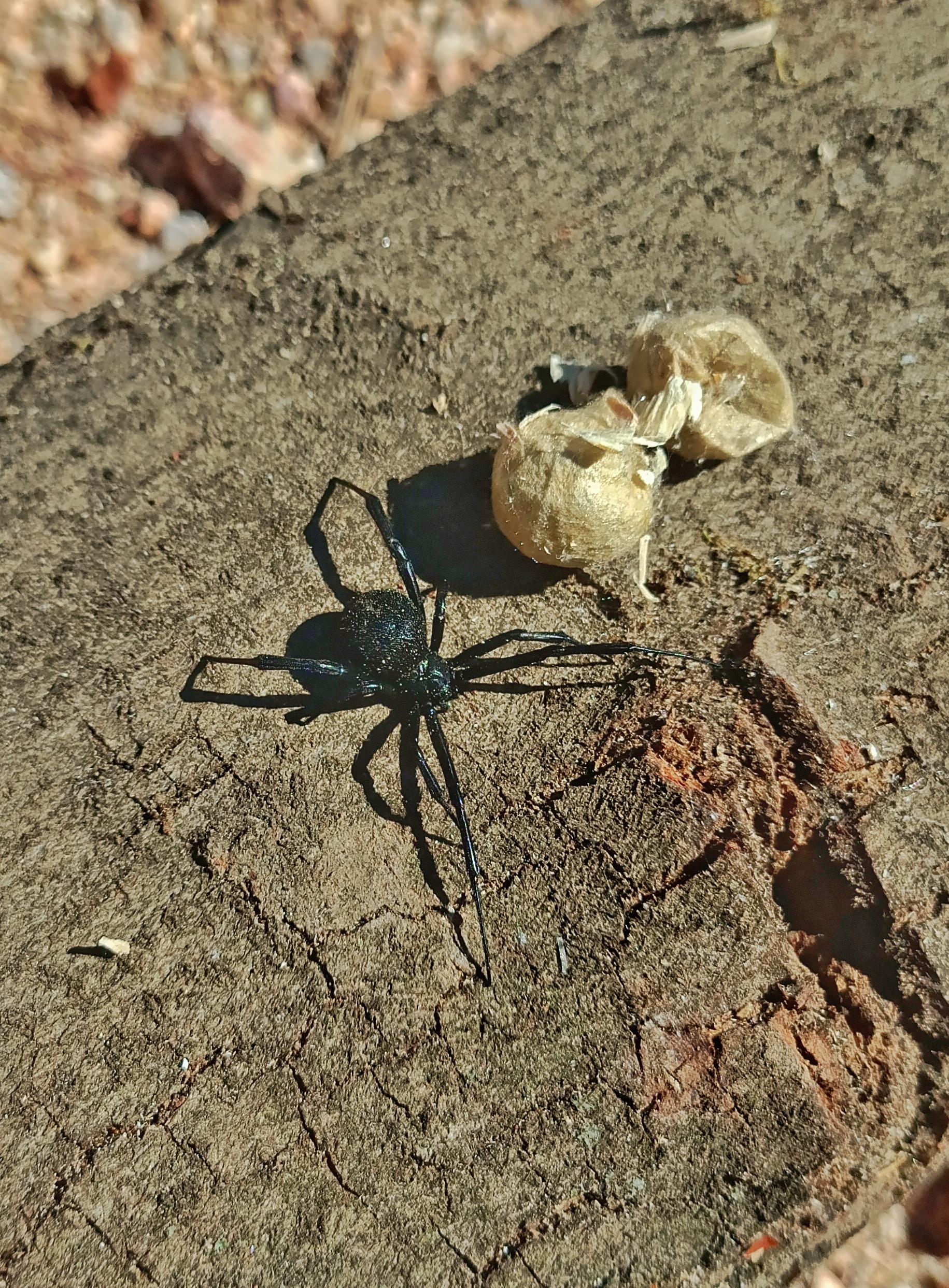 Discover more like Whatisthisbug: Help IDing this spider and Related Content | Scrolller