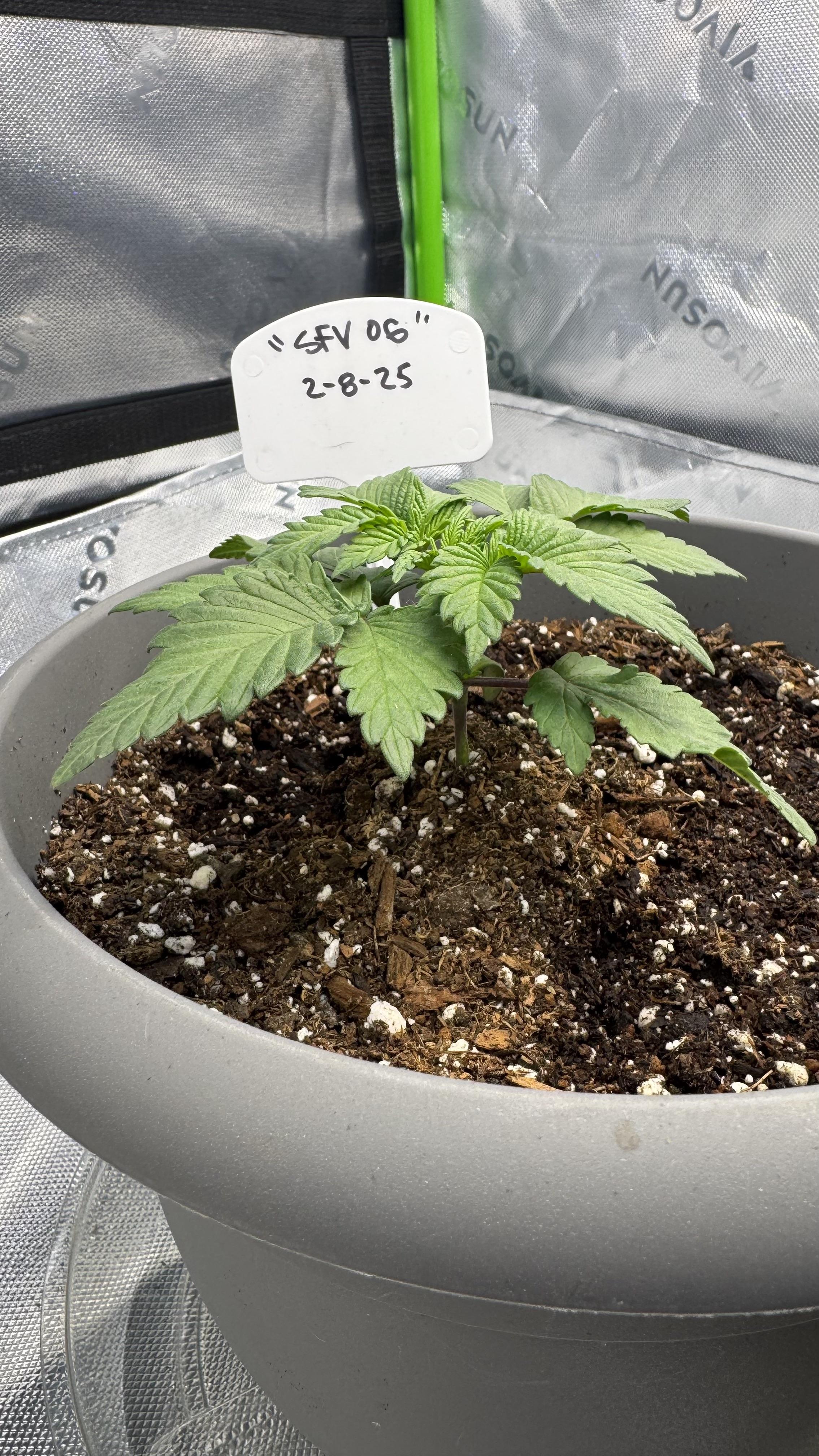 20 days in dirt | Scrolller