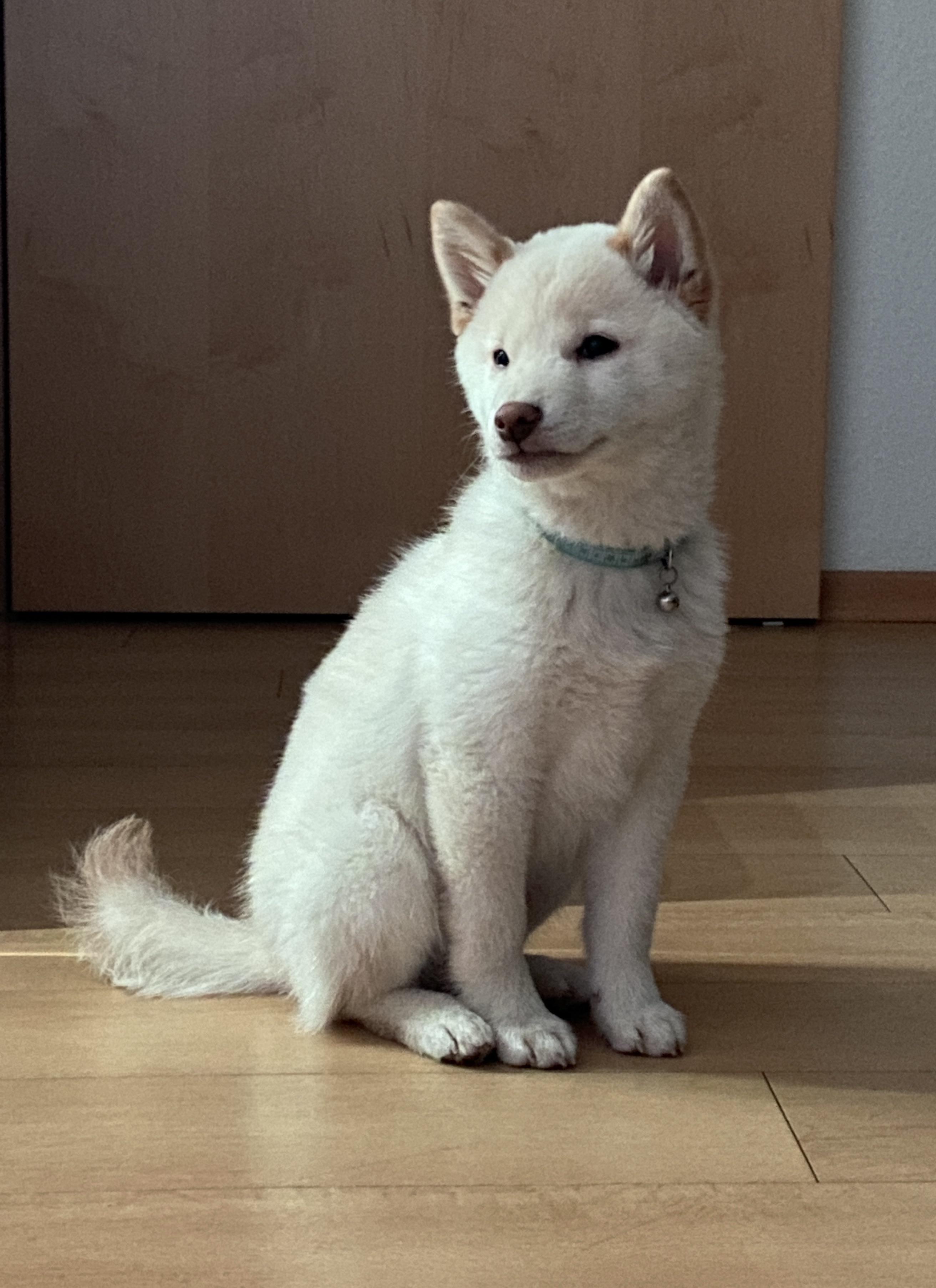 My majestic and goofy boy, Ares. | Scrolller