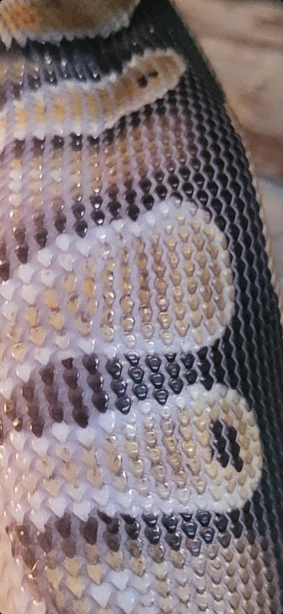 Close up shot of extremely stretched scales during feeding | Scrolller