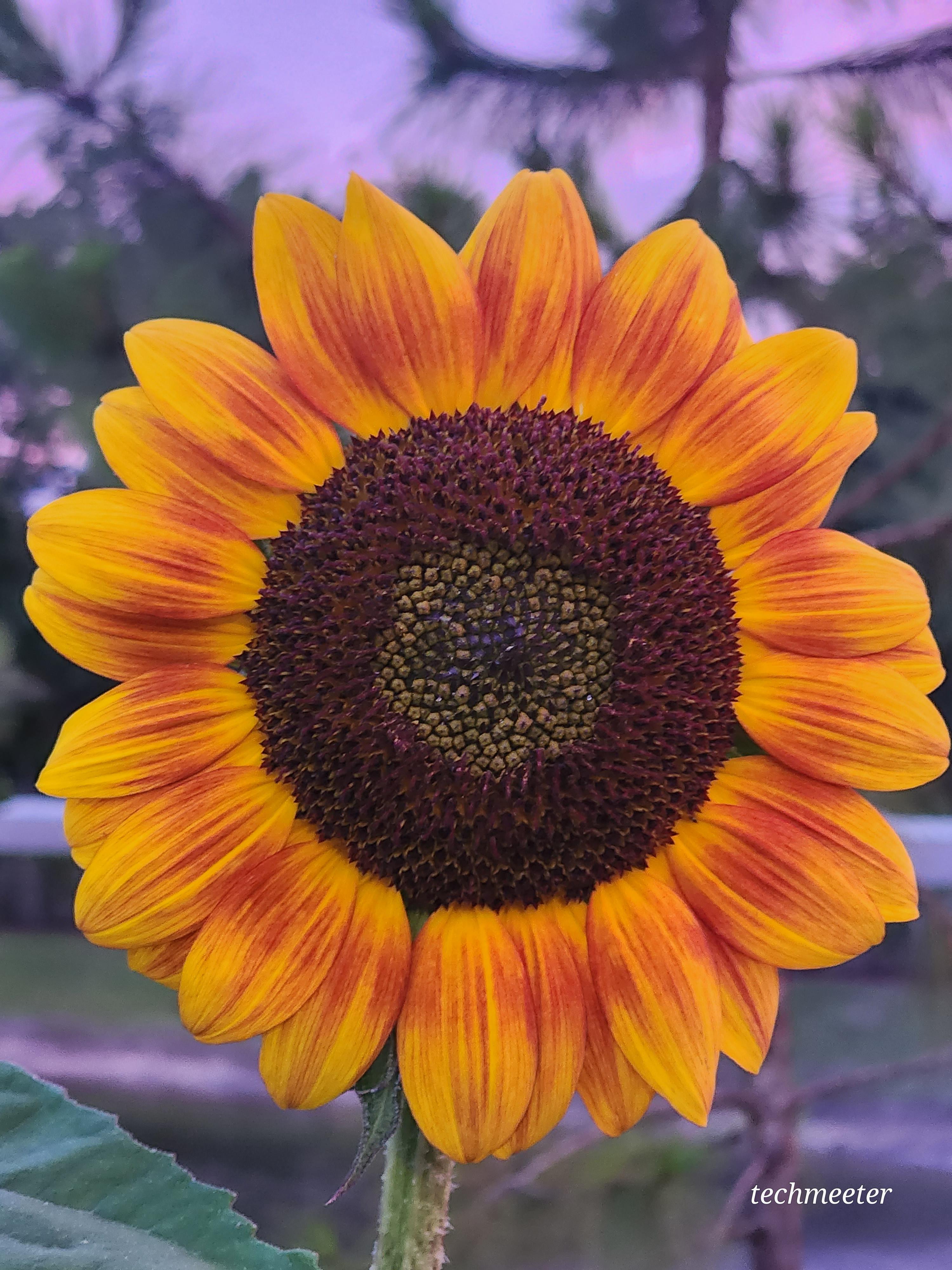 More sunflowers pics | Scrolller